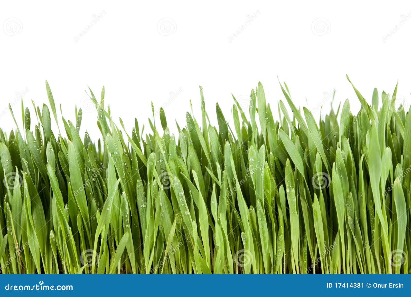 Fresh green grass stock image. Image of lawn, grass, water - 17414381