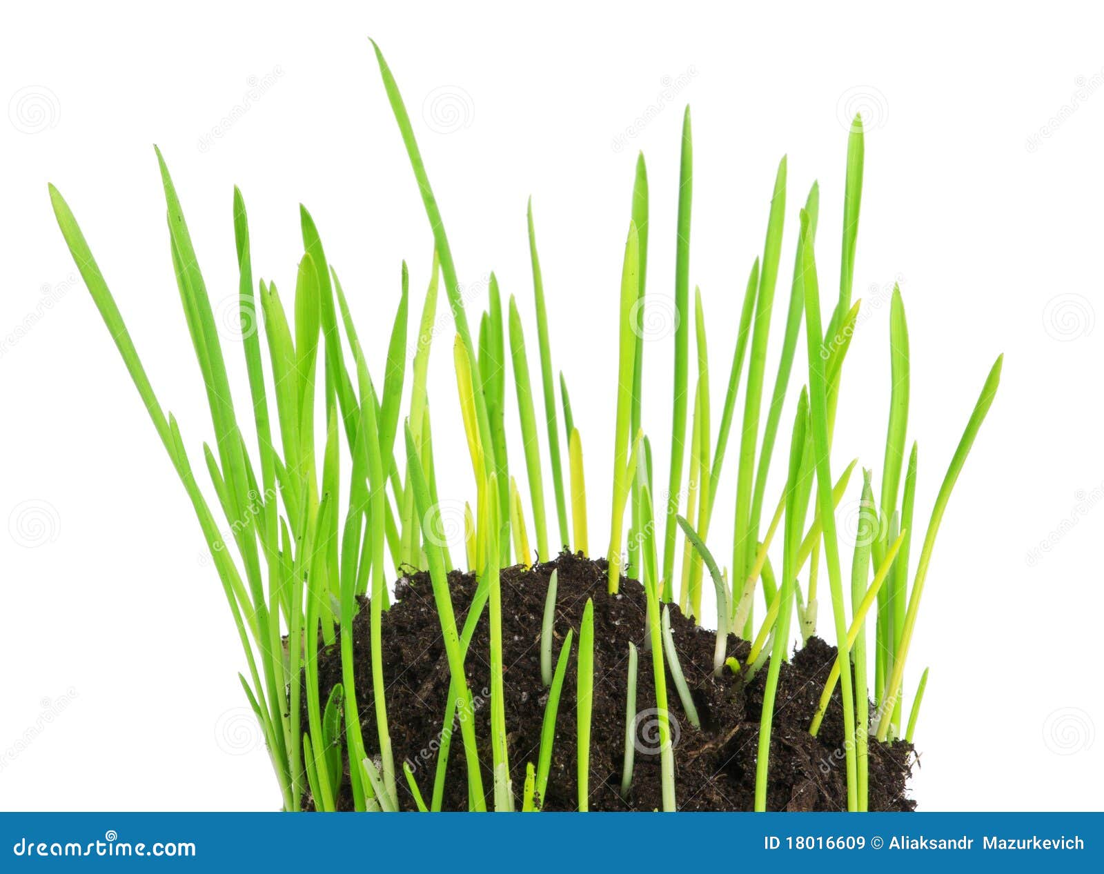 Fresh green grass stock image. Image of field, grass - 18016609