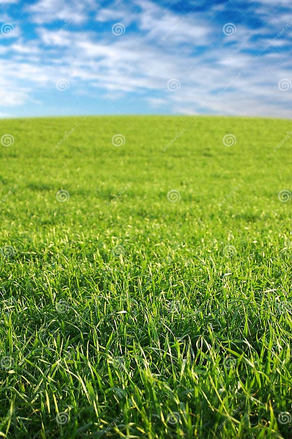 Fresh Green grass stock image. Image of lawnmower, holiday - 1962623