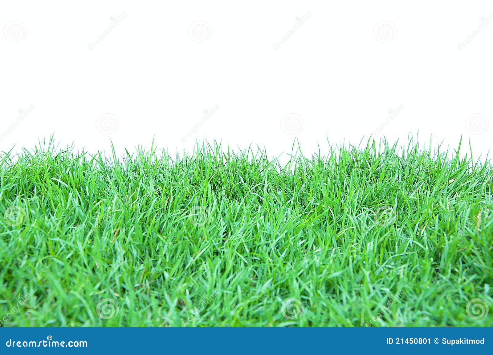 Fresh green grass stock image. Image of grass, healthy - 21450801
