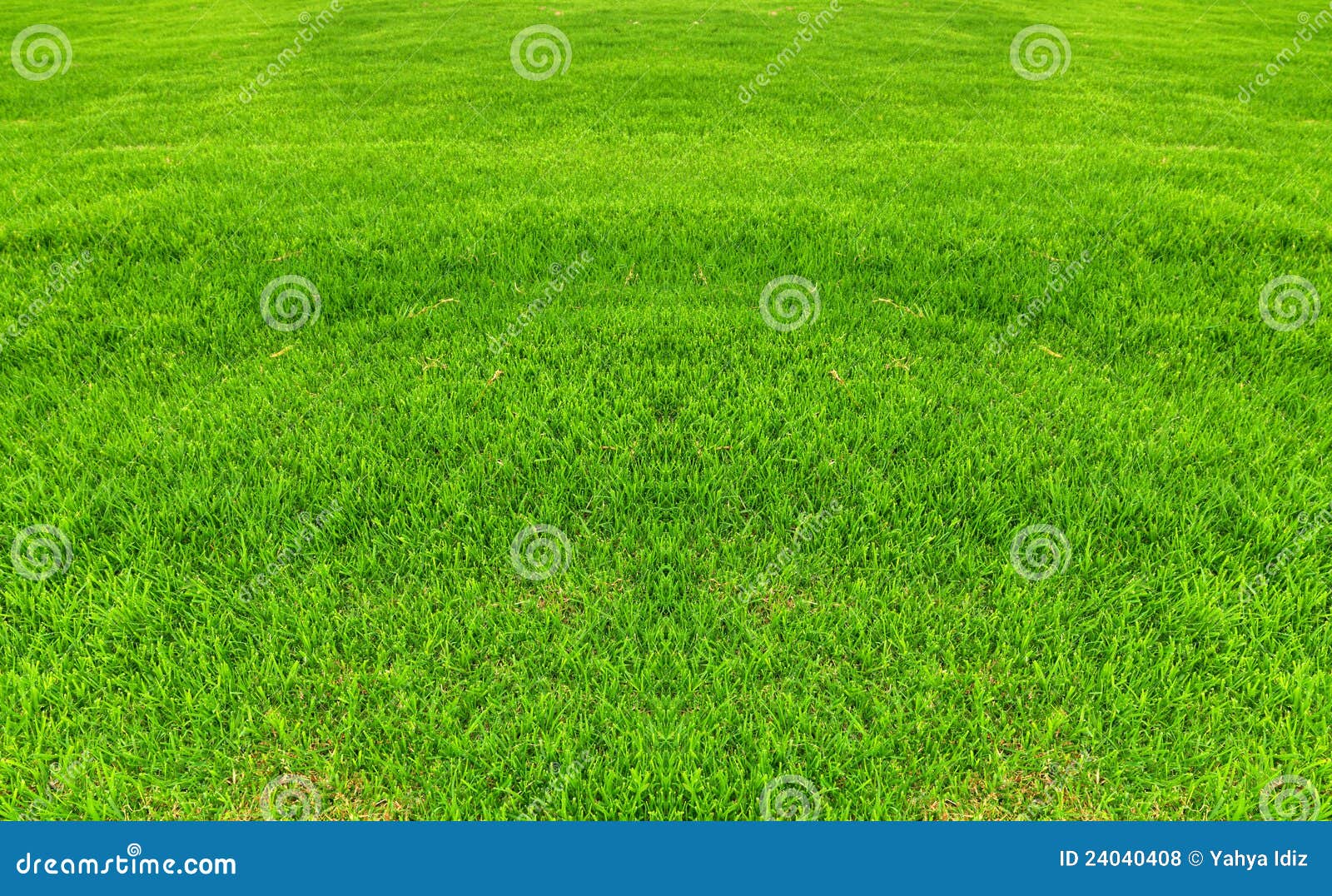 Fresh green grass stock photo. Image of colour, meadow - 24040408