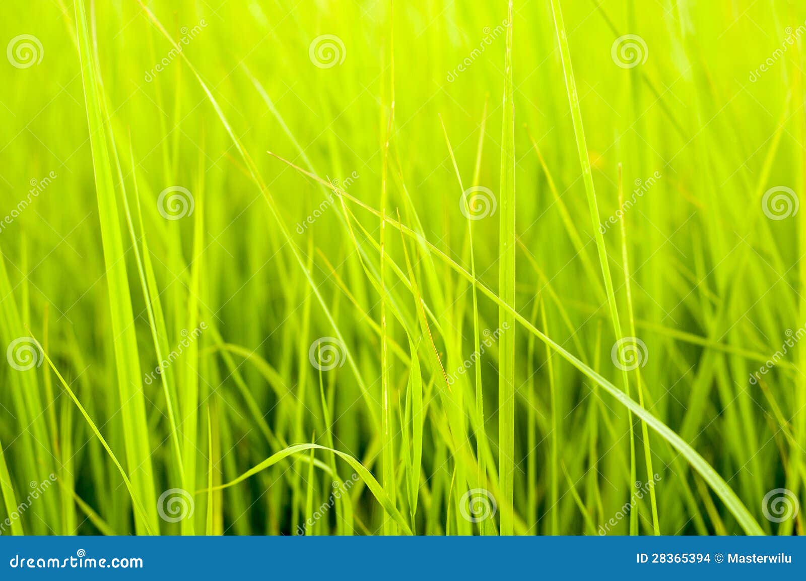 Fresh green grass stock photo. Image of light, base, color - 28365394