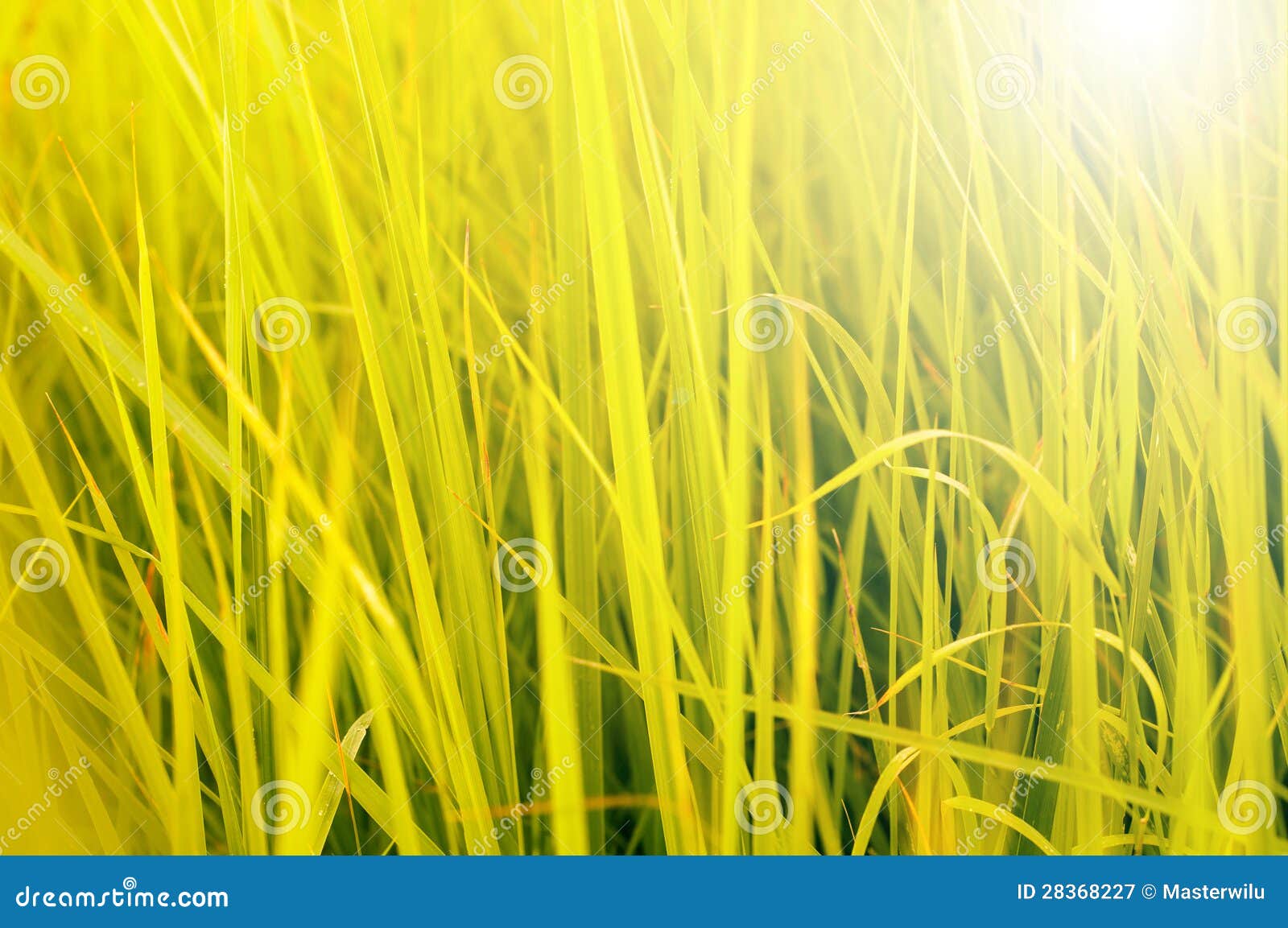 Fresh green grass stock image. Image of healthy, backdrop - 28368227