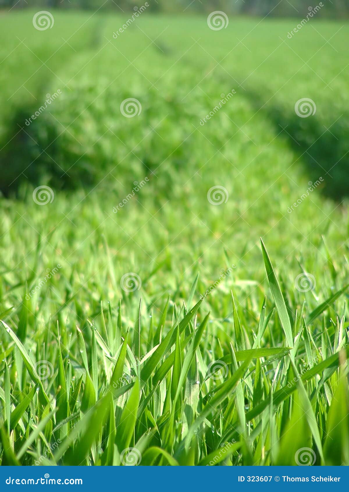 Fresh green grass stock image. Image of green, ecosystem - 323607