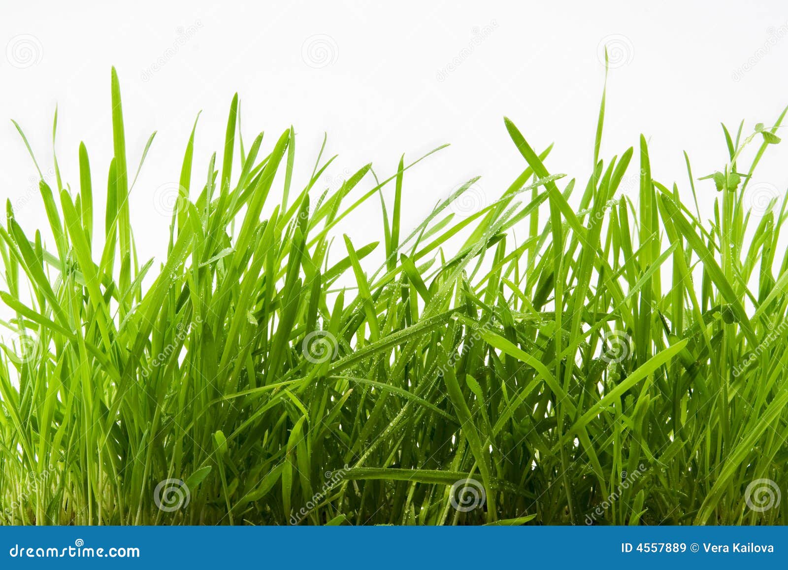 The fresh green grass stock image. Image of holiday, still - 4557889