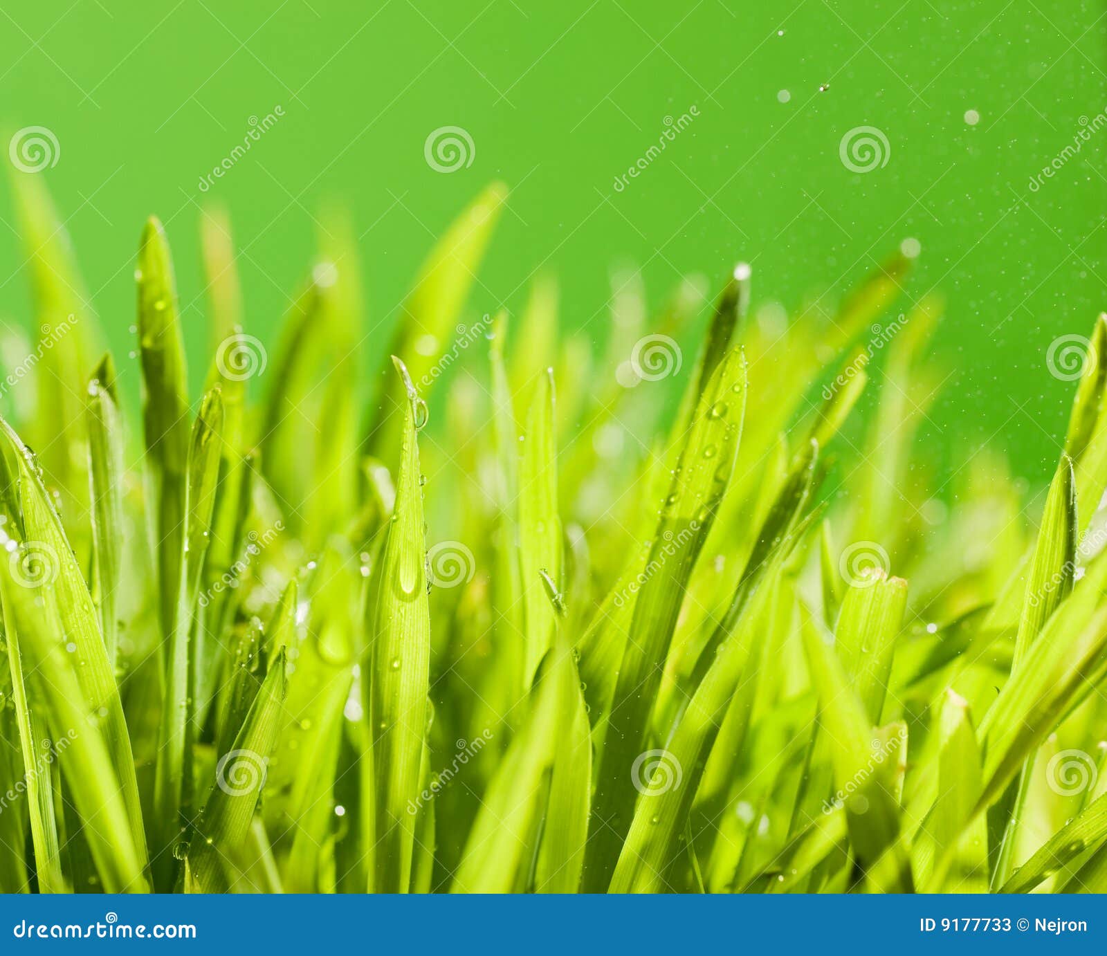 Fresh green grass stock image. Image of lawn, copy, botany - 9177733