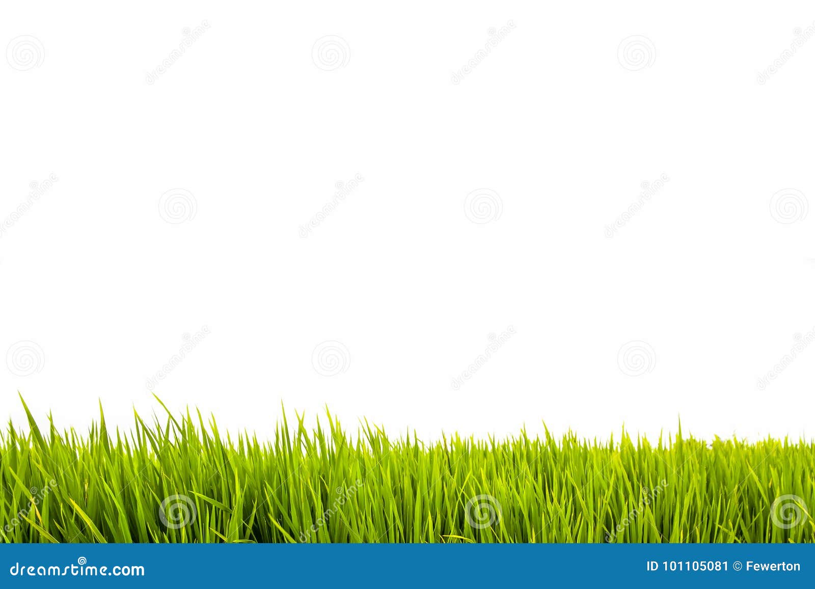 Fresh Green Grass As Border on the Lower Side of the Horizontal Frame ...