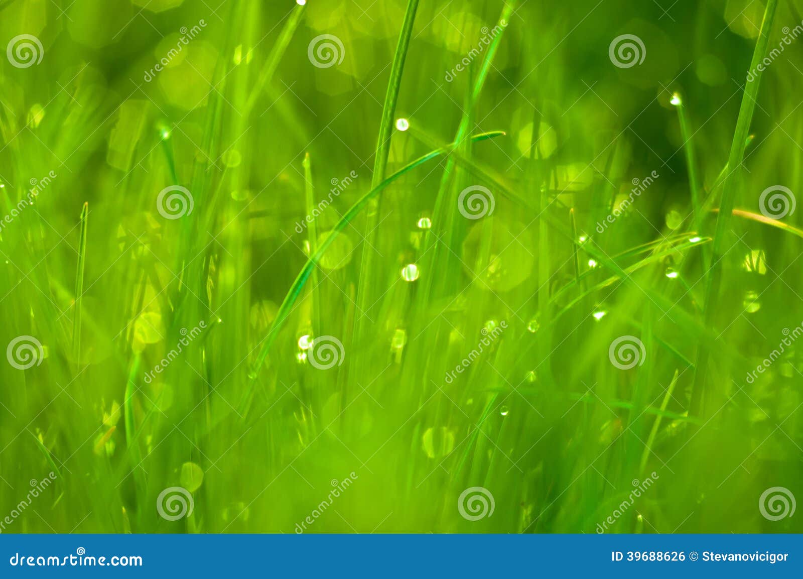 Fresh Green Grass As Spring Season Background Stock Photo - Image of ...
