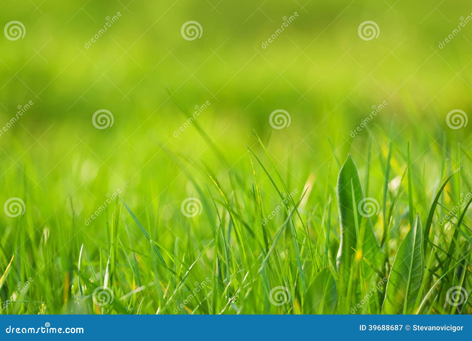 Fresh Green Grass As Spring Season Background Stock Image - Image of ...