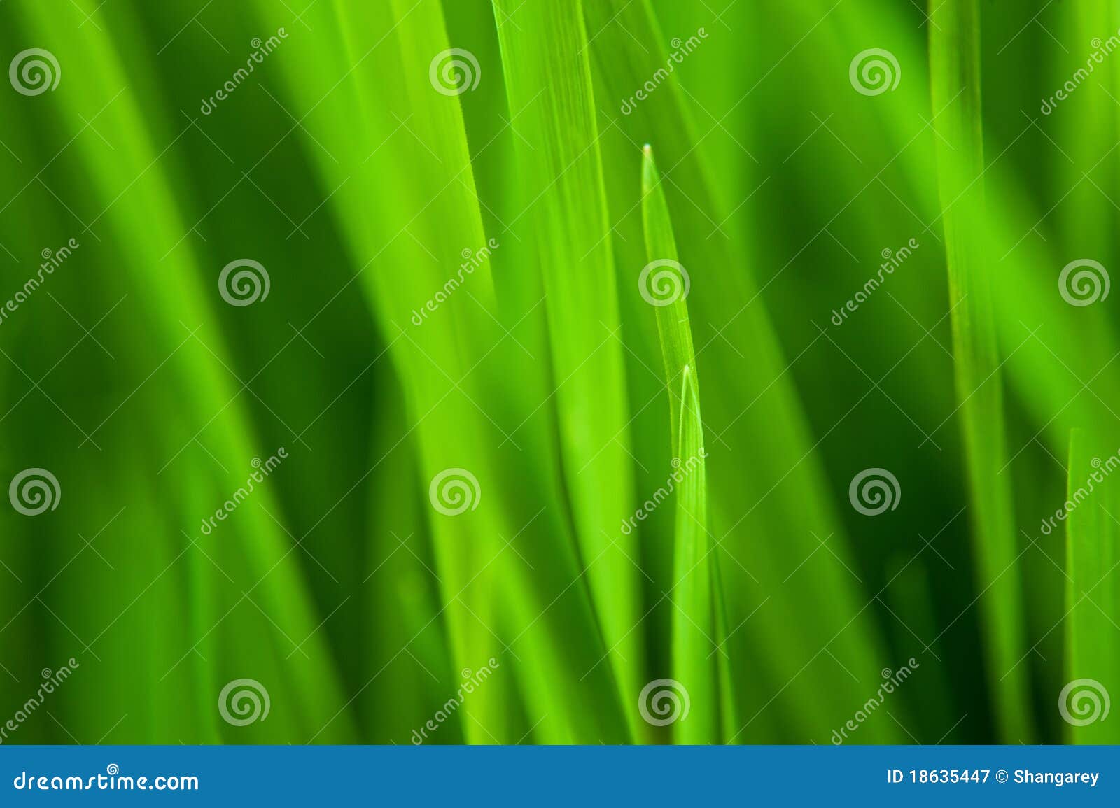 Fresh Green Grass Background Stock Image - Image of lawn, growth: 18635447
