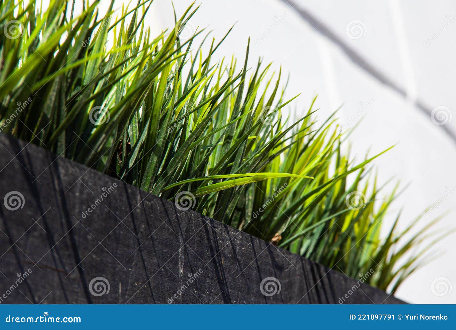Fresh Green Grass in a Box on a White Background Stock Image - Image of ...