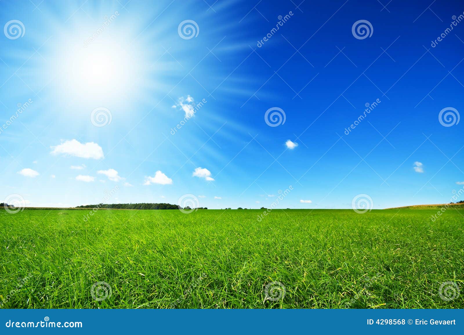 Fresh Green Grass with Bright Blue Sky Stock Photo - Image of farming ...