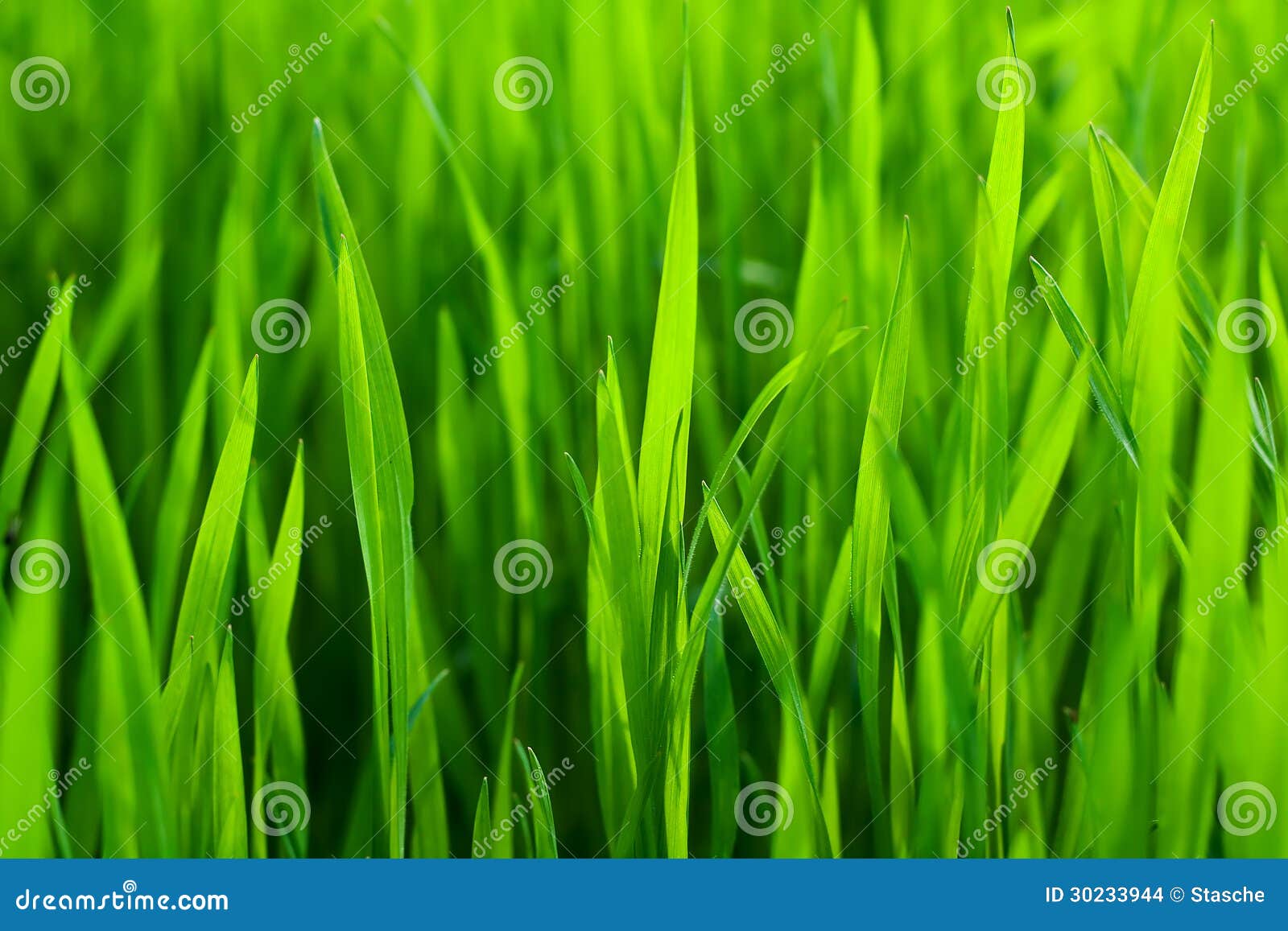 Lush Young Green Grass Shot with Shallow Depth of Field Stock Photo ...