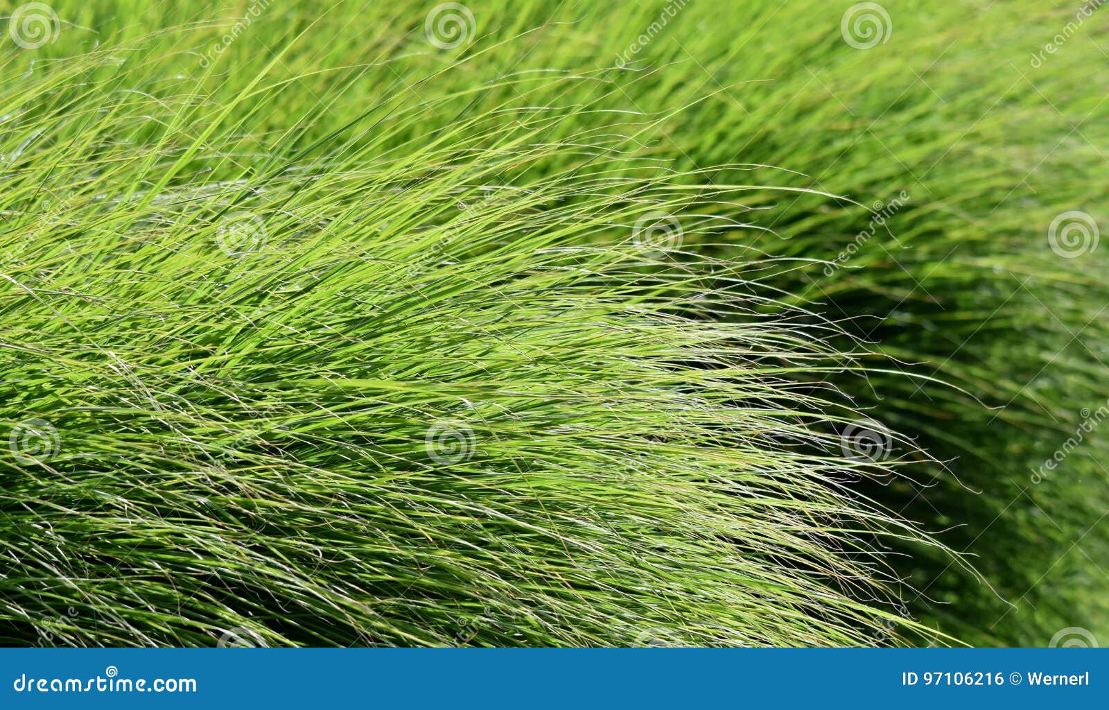 Fresh green grass stock photo. Image of close, nature - 97106216