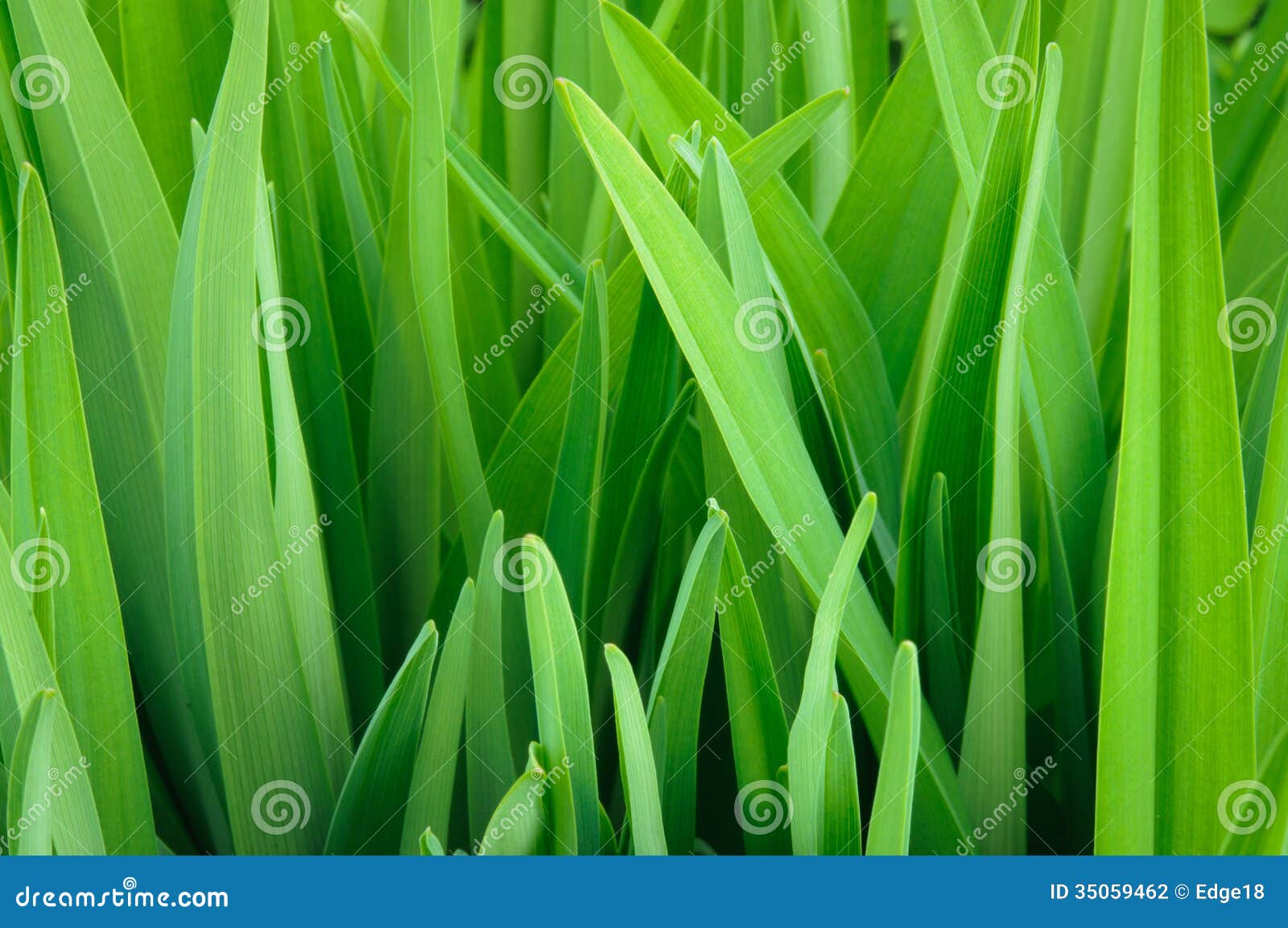 5,148 Humid Green Grass Stock Photos - Free & Royalty-Free Stock Photos ...