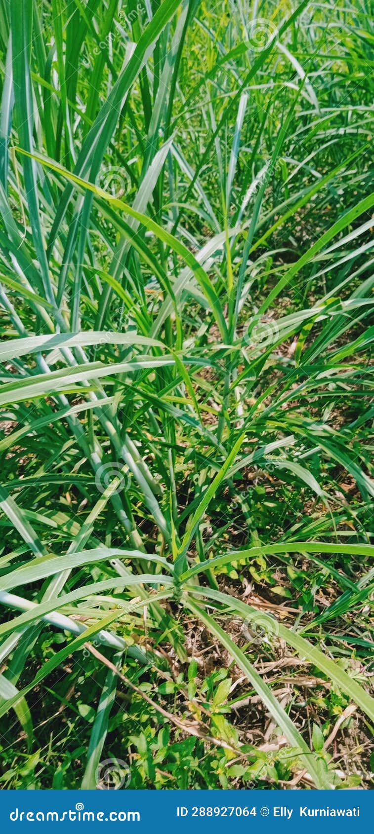 Fresh Green Grass for the Cow, this is One Type of Grass for Cattle ...