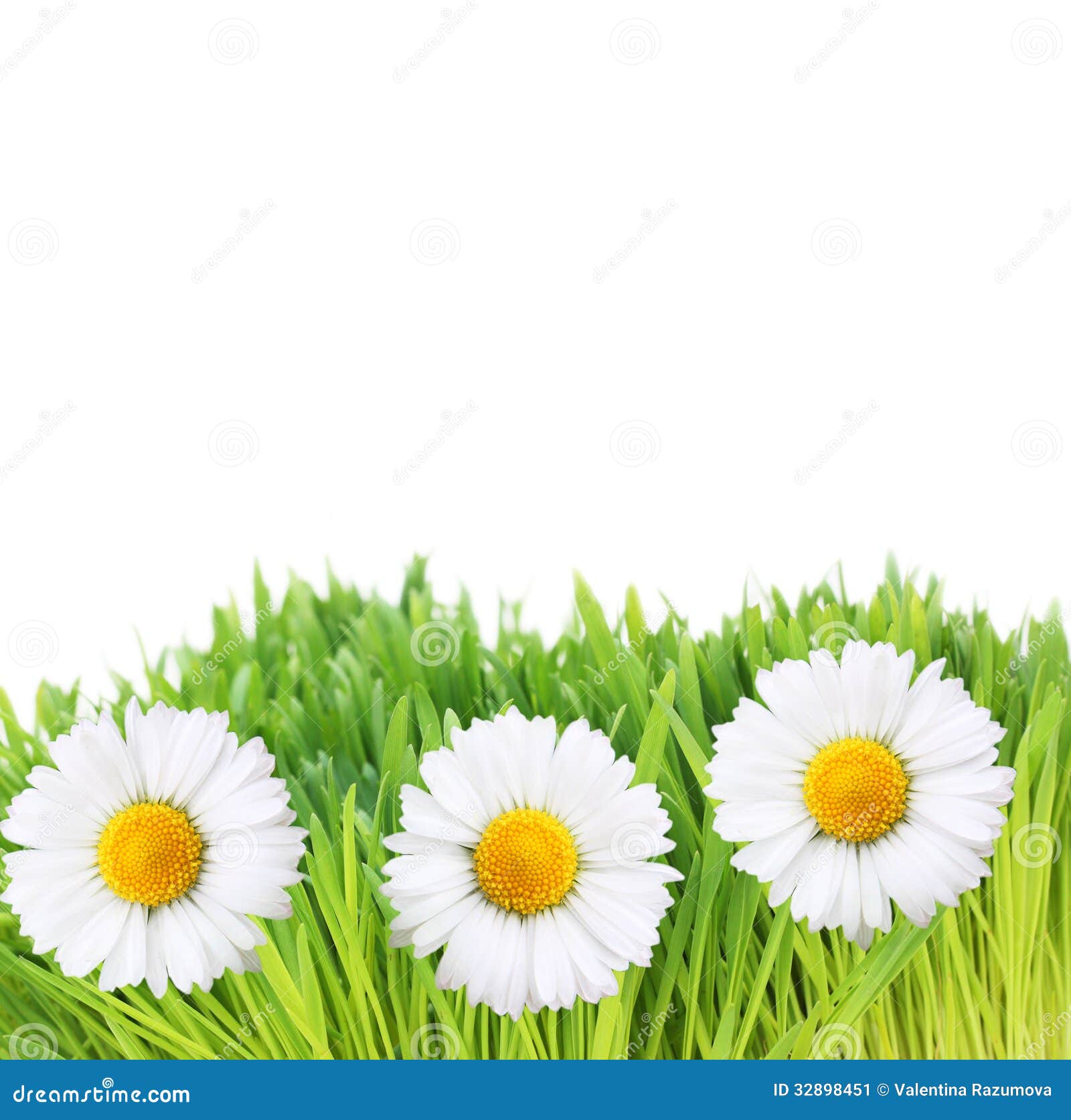 Fresh Green Grass and Daisy Flowers Stock Image - Image of grass, flora ...