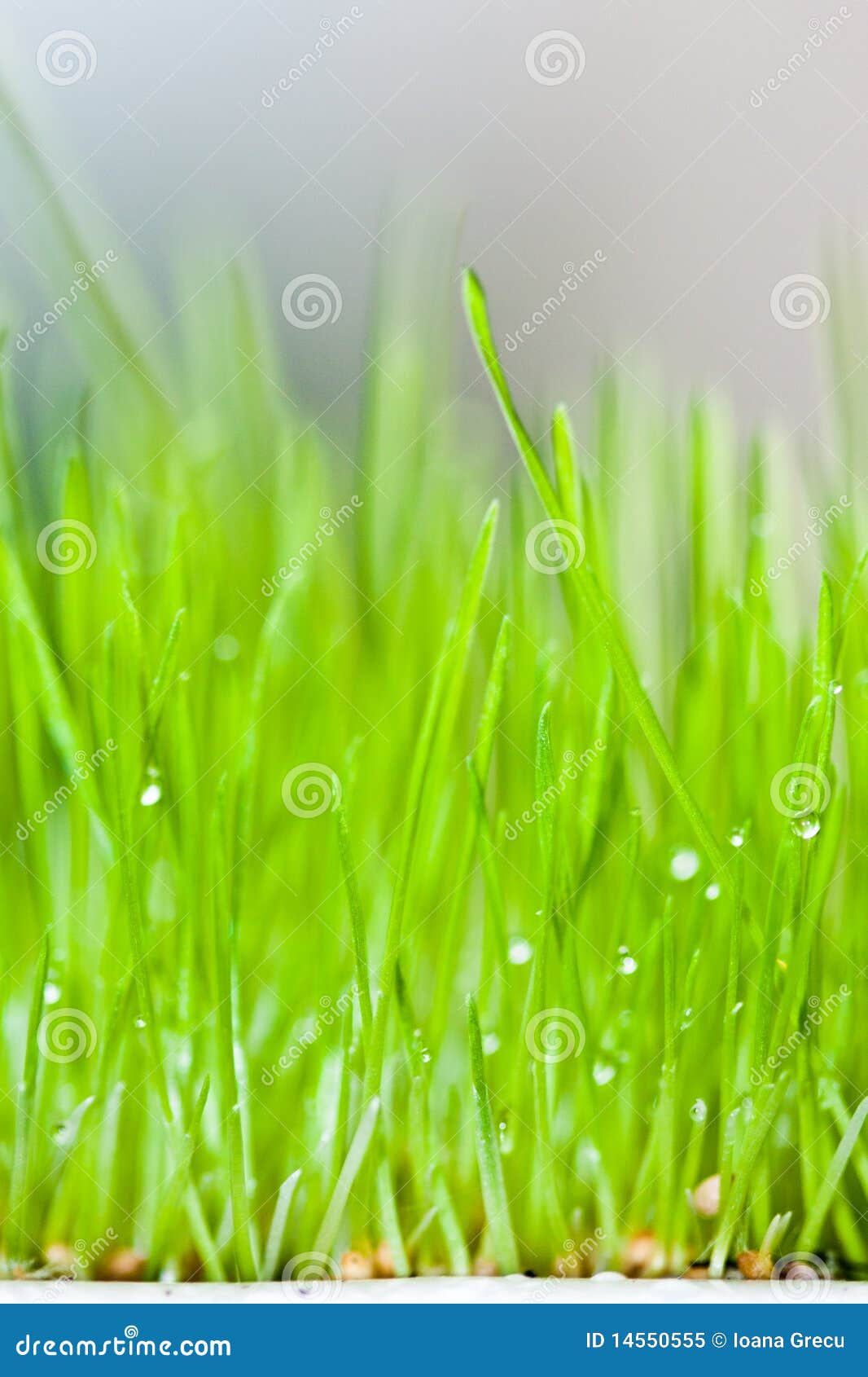 Fresh green grass and dew stock image. Image of drops - 14550555