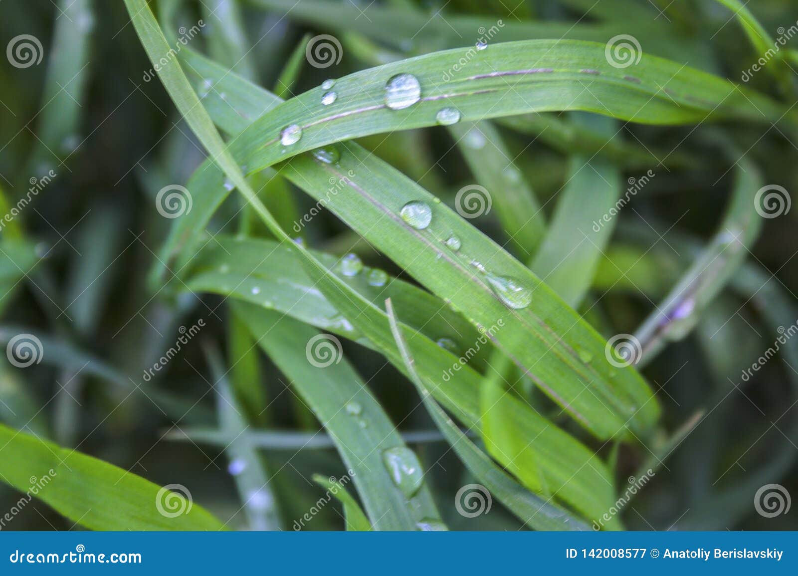Fresh Green Grass with Dew Drops Close Up. Water Driops on the Fresh ...