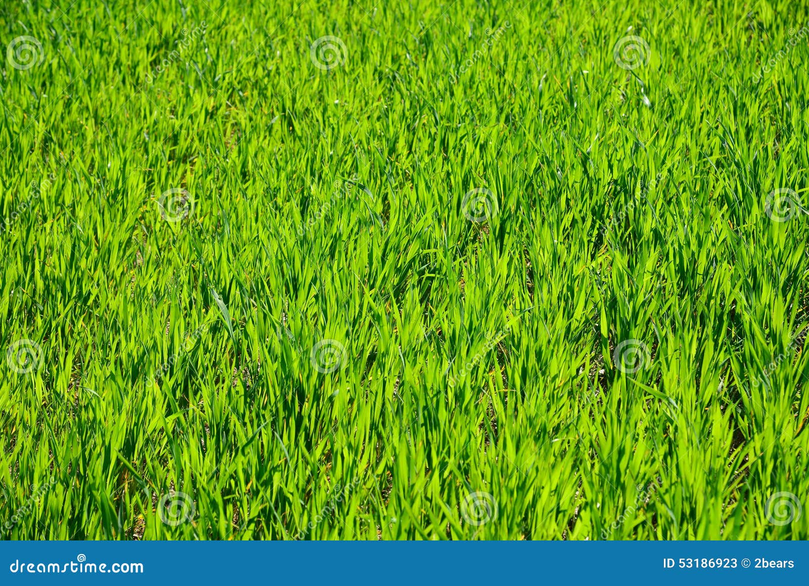 Fresh Green Grass in the Field Stock Image - Image of grounds, plant ...
