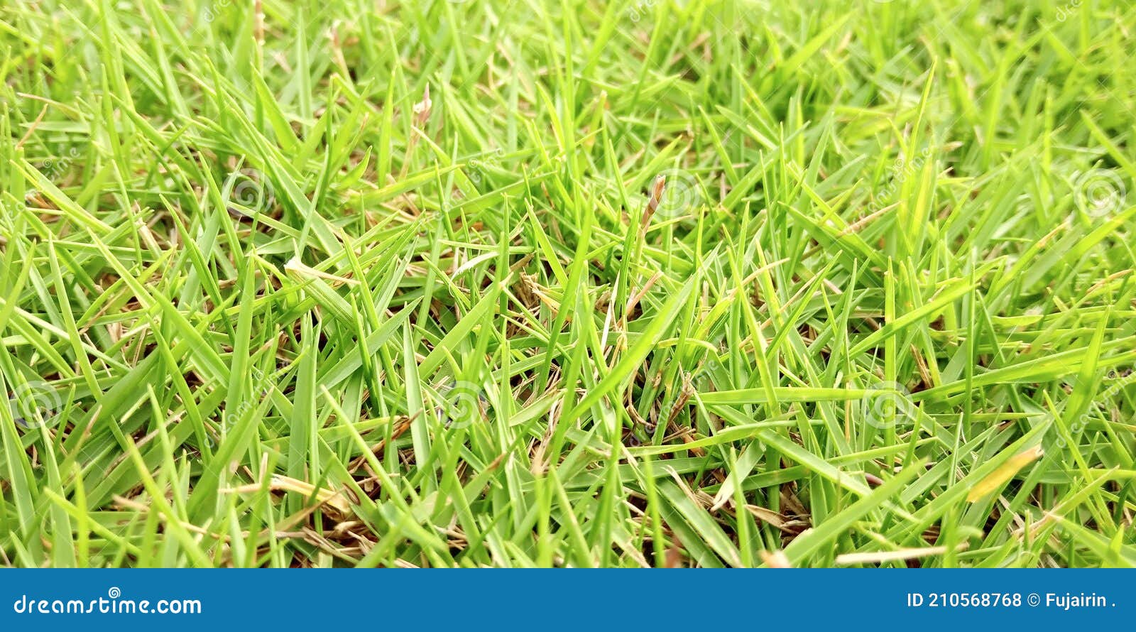 A fresh grass stock photo. Image of herb, green, meadow - 210568768