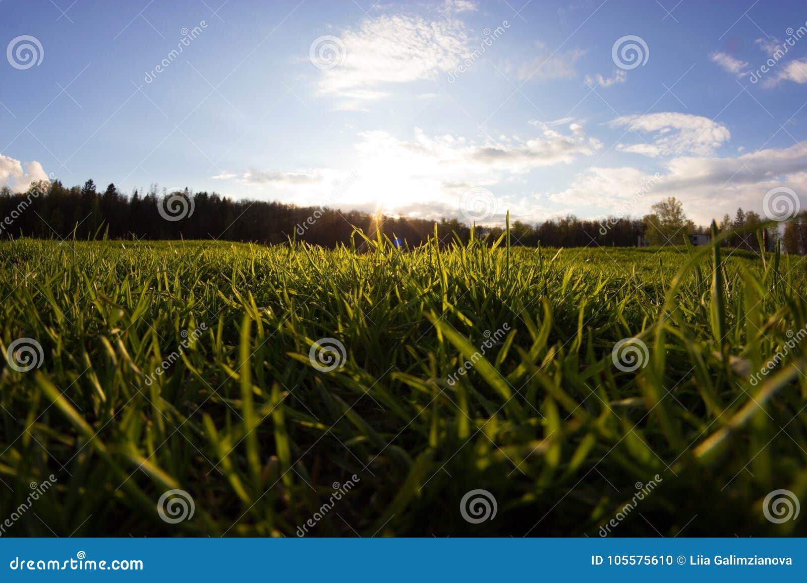 Fresh Green Grass on a Field Stock Photo - Image of meadow, countryside ...