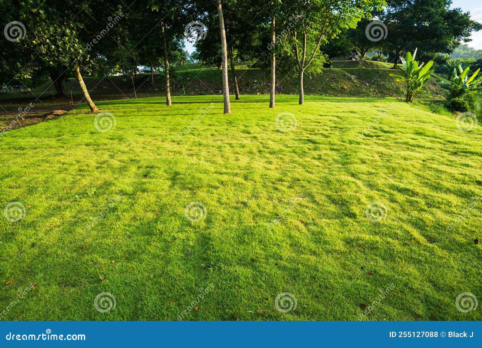 Fresh Green Grass in the Forest with Morning Sunlight Stock Photo ...