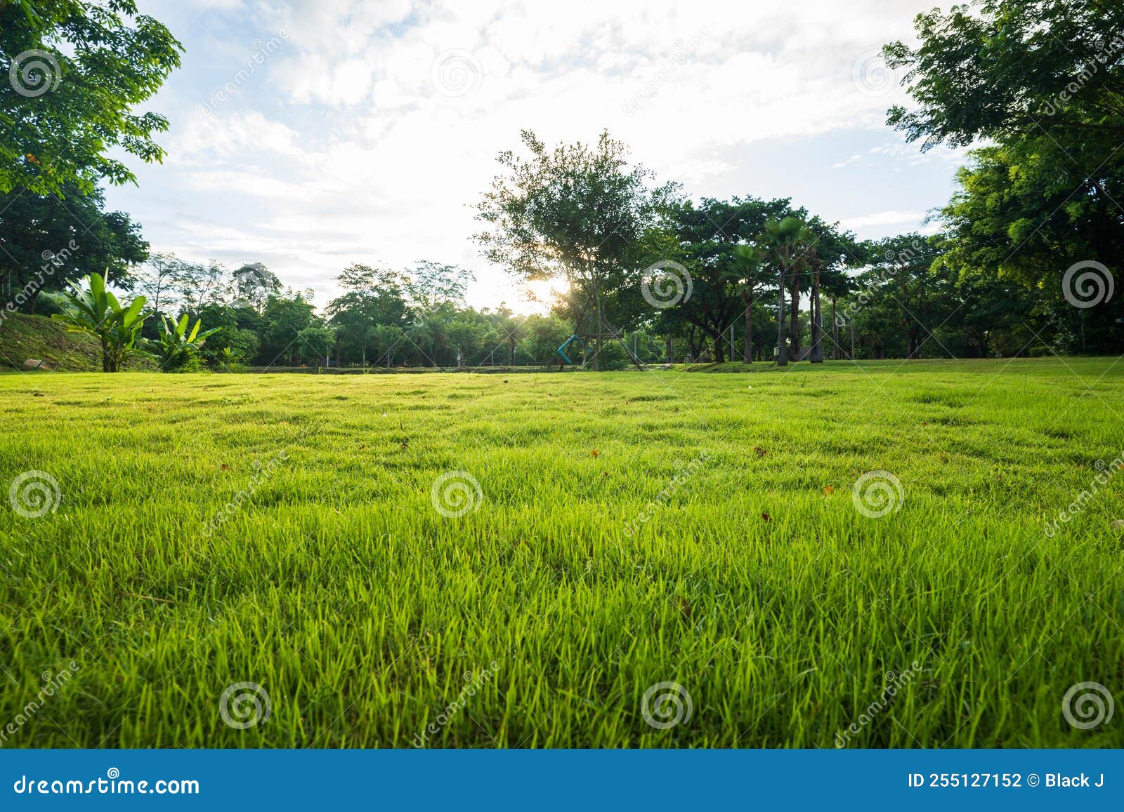 Fresh Green Grass in the Forest with Morning Sunlight Stock Photo ...