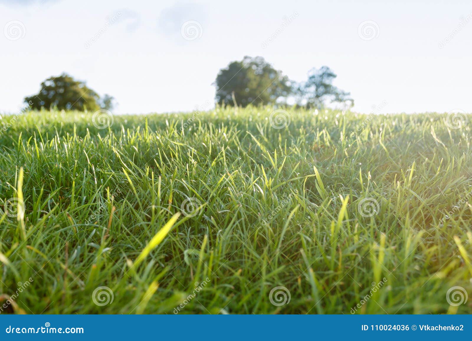 Fresh green grass stock photo. Image of garden, lush - 110024036