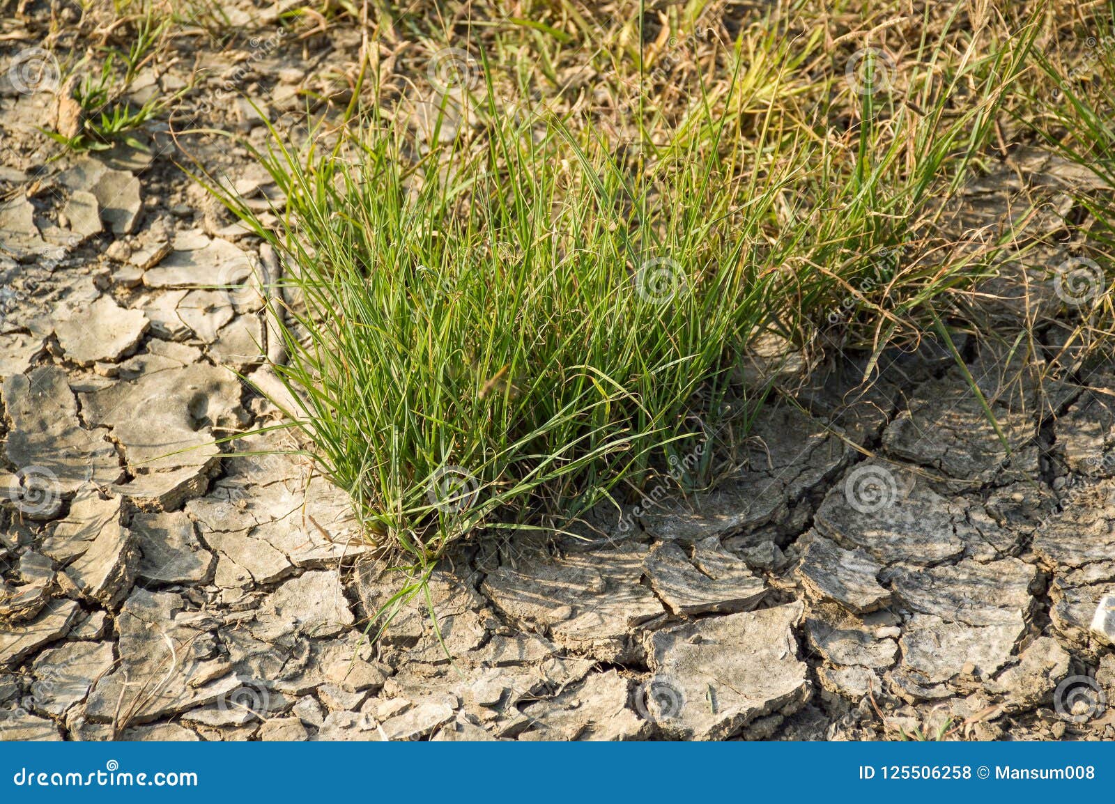 Fresh Green Grass on the Ground Stock Photo - Image of field, summer ...
