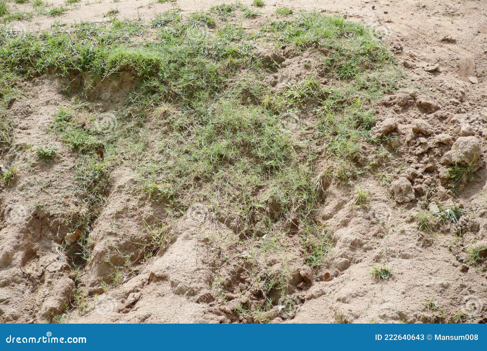 Fresh Green Grass on the Ground Stock Image - Image of land, garden ...