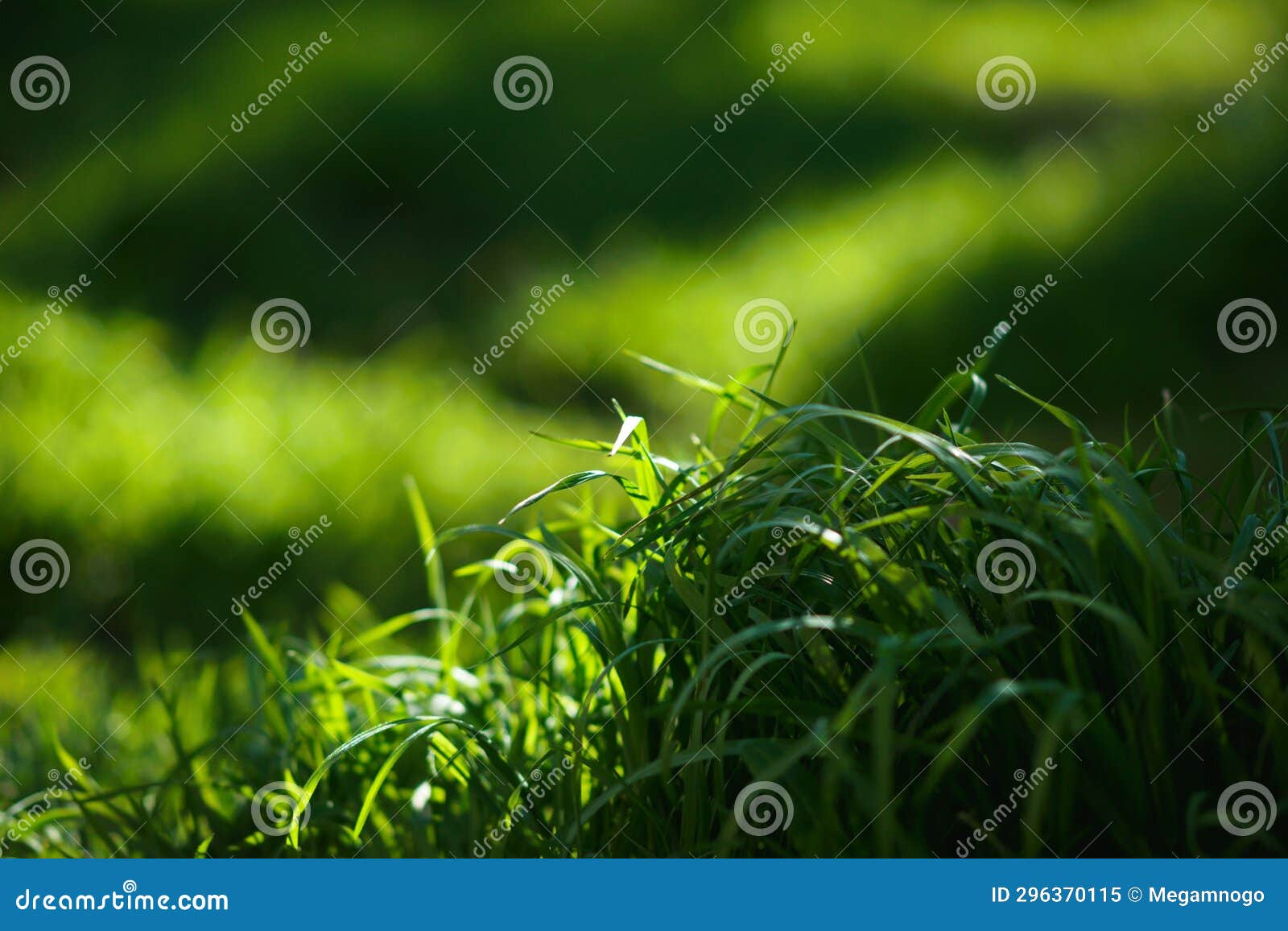 Fresh Green Grass Grow in Spring Field, Side View, Copy Space Stock ...