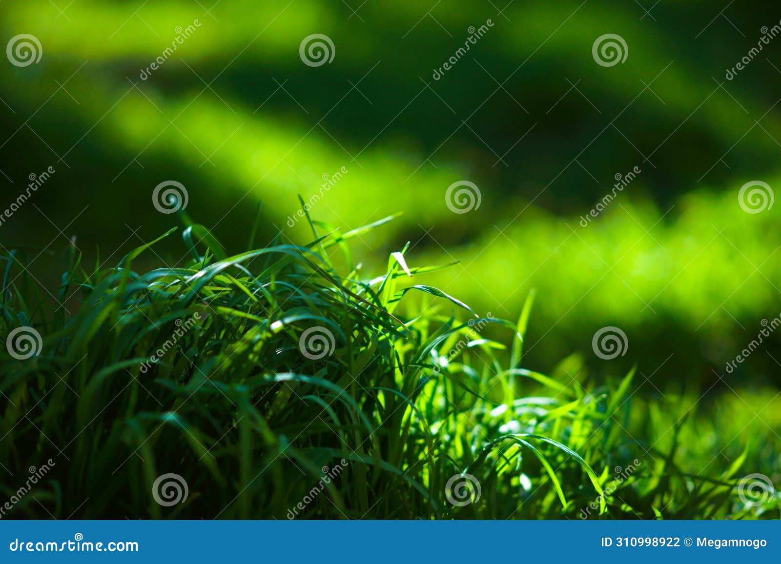 Fresh Green Grass Grow in Spring Field, Side View, Copy Space Stock ...