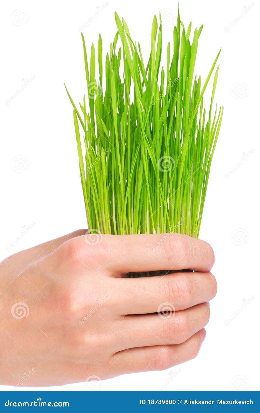 Fresh Green Grass in the Hand Stock Photo - Image of flower, nature ...