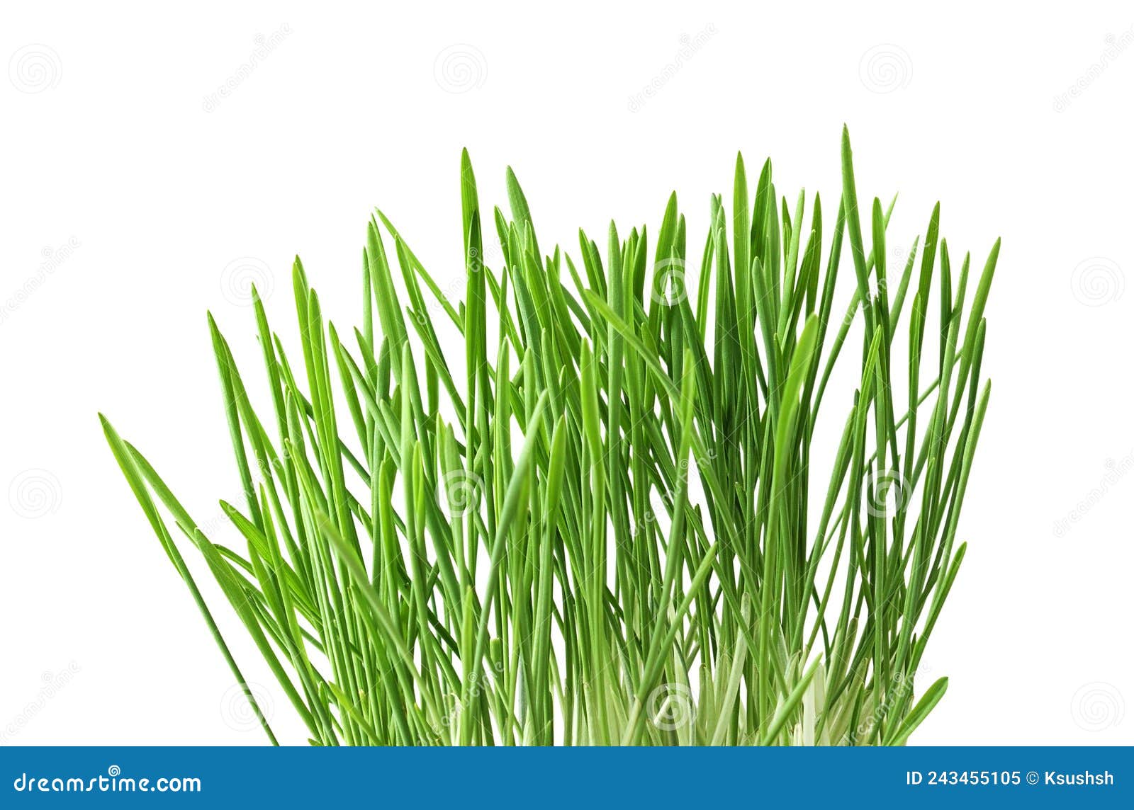 Fresh Green Grass Isolated on White Stock Image - Image of grow, corn ...