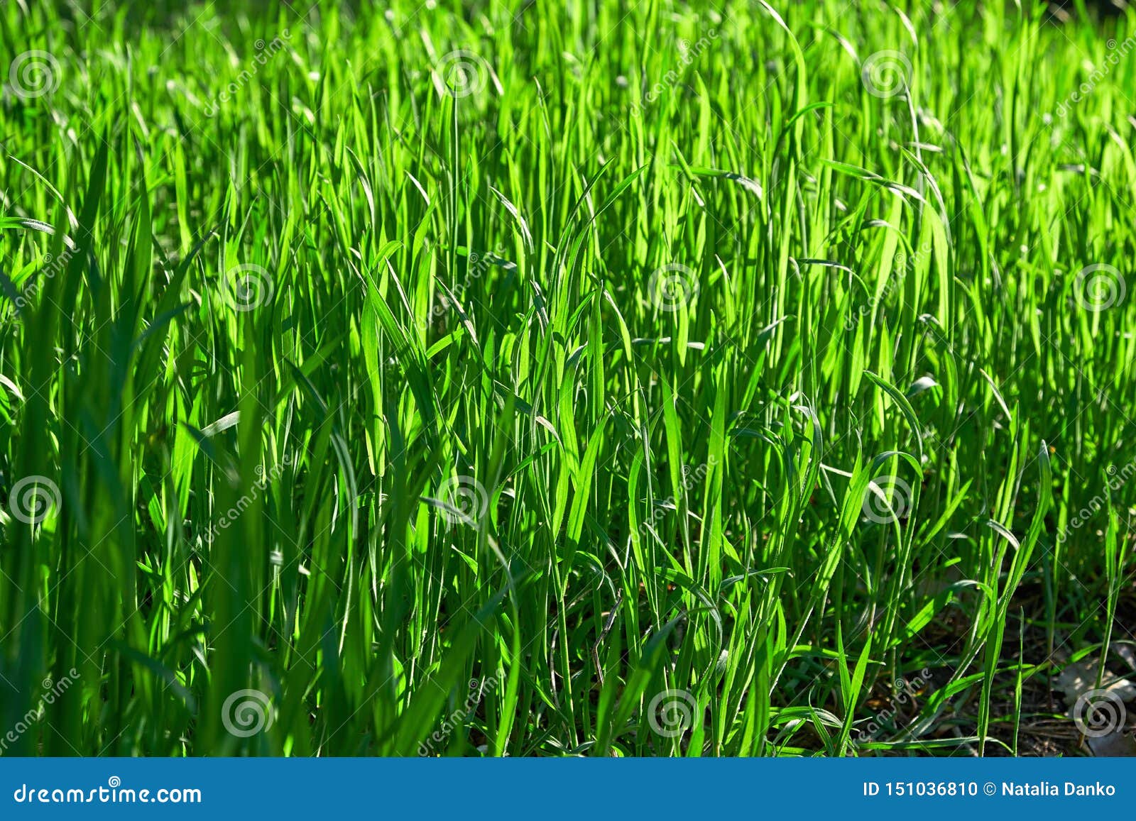 Fresh Green Grass with Long Leaves in the Park in the Afternoon Stock ...