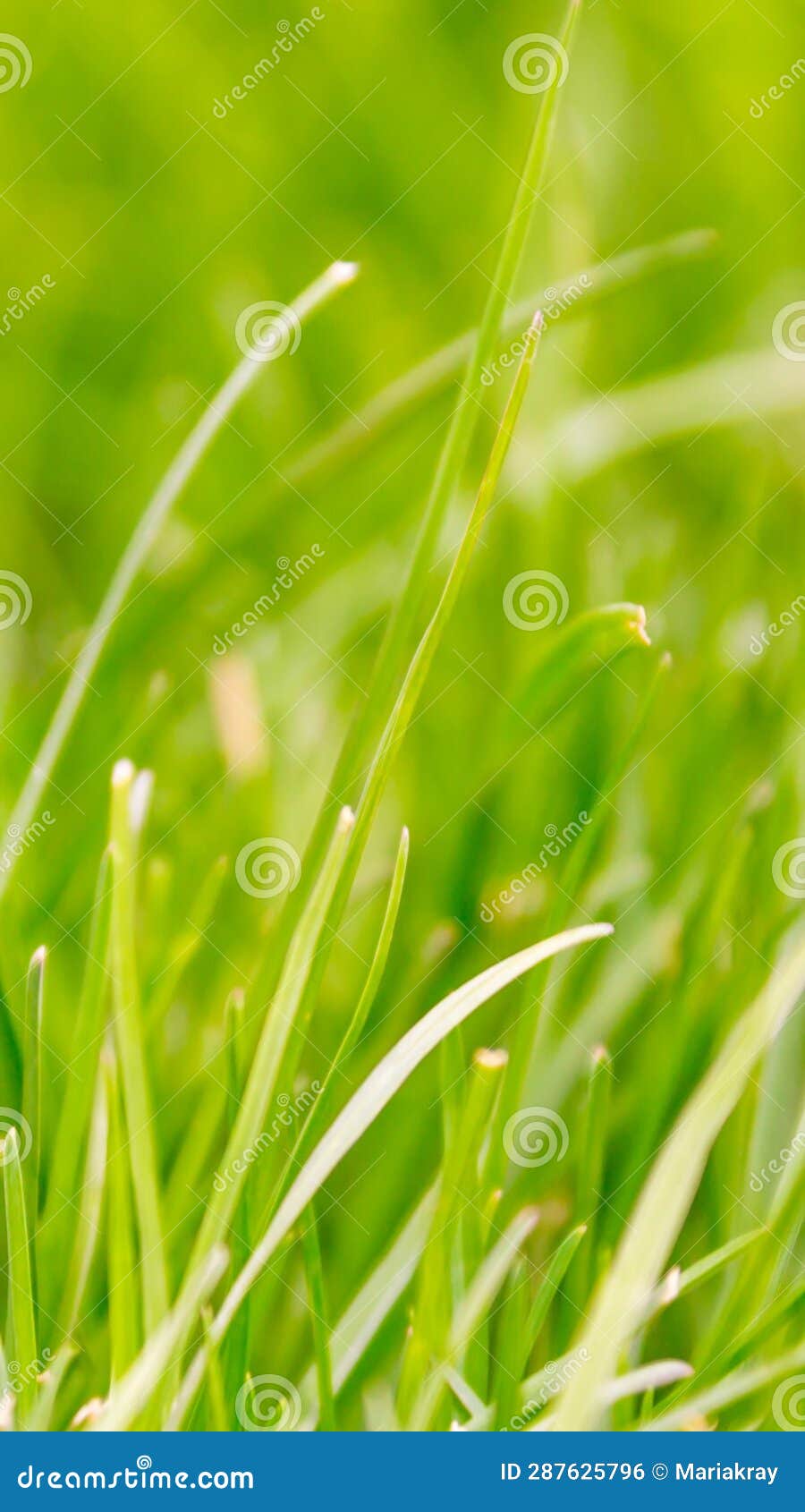 Fresh Green Grass Macro Background Stock Illustration - Illustration of ...