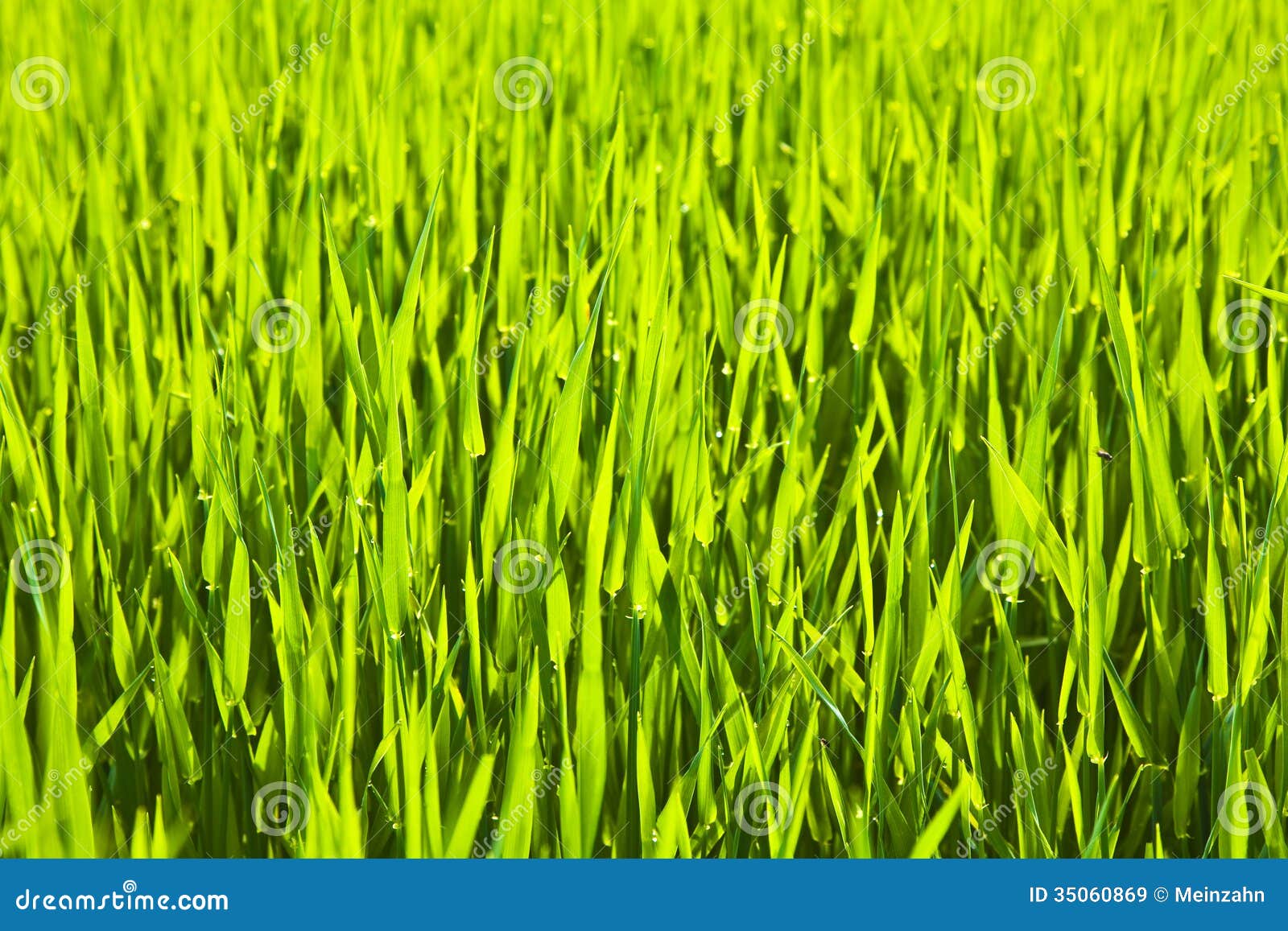 Fresh green grass stock image. Image of gras, macro, botanical - 35060869