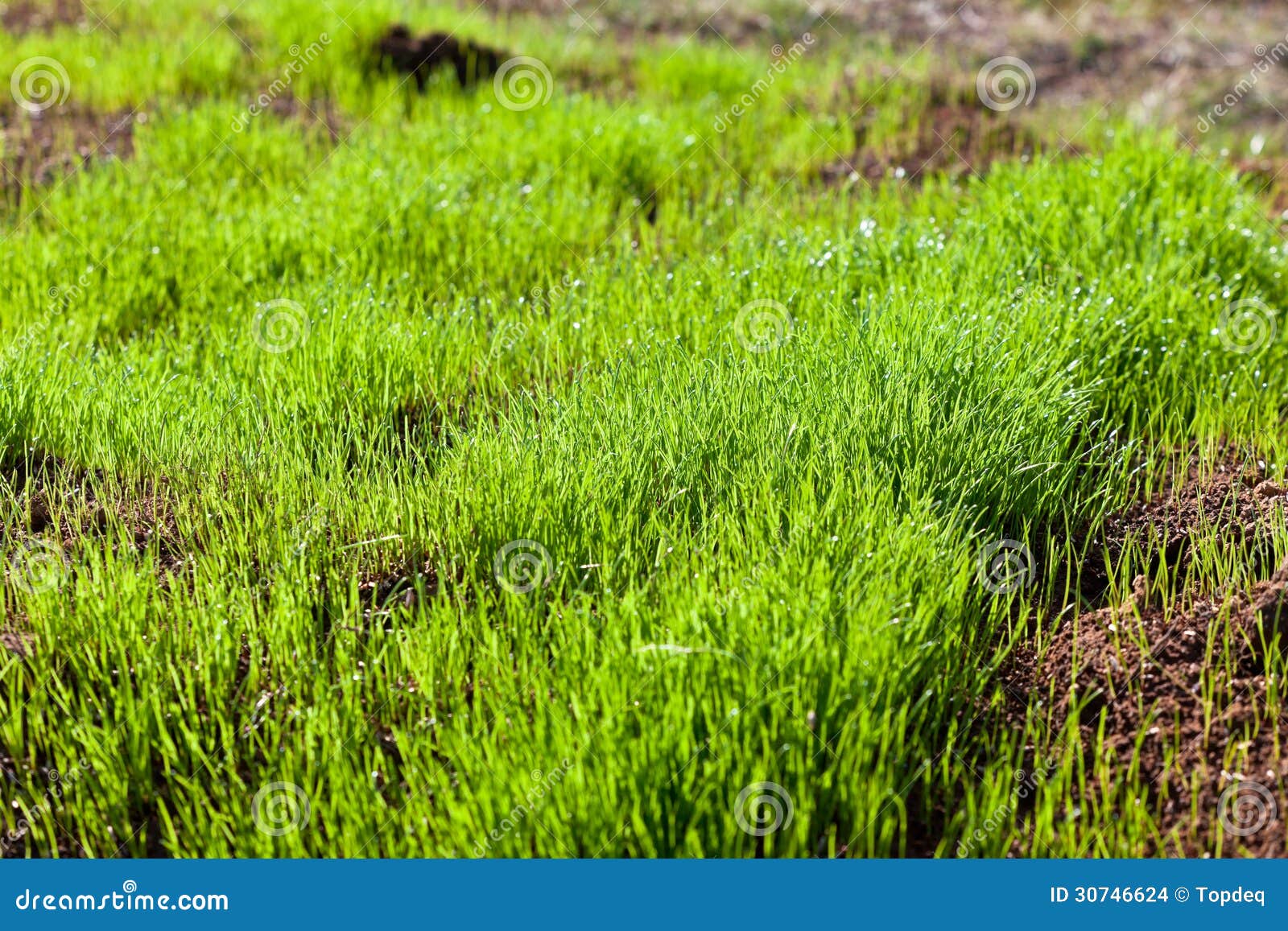 Fresh Green Grass Meadow at Spring Stock Photo - Image of farmland ...