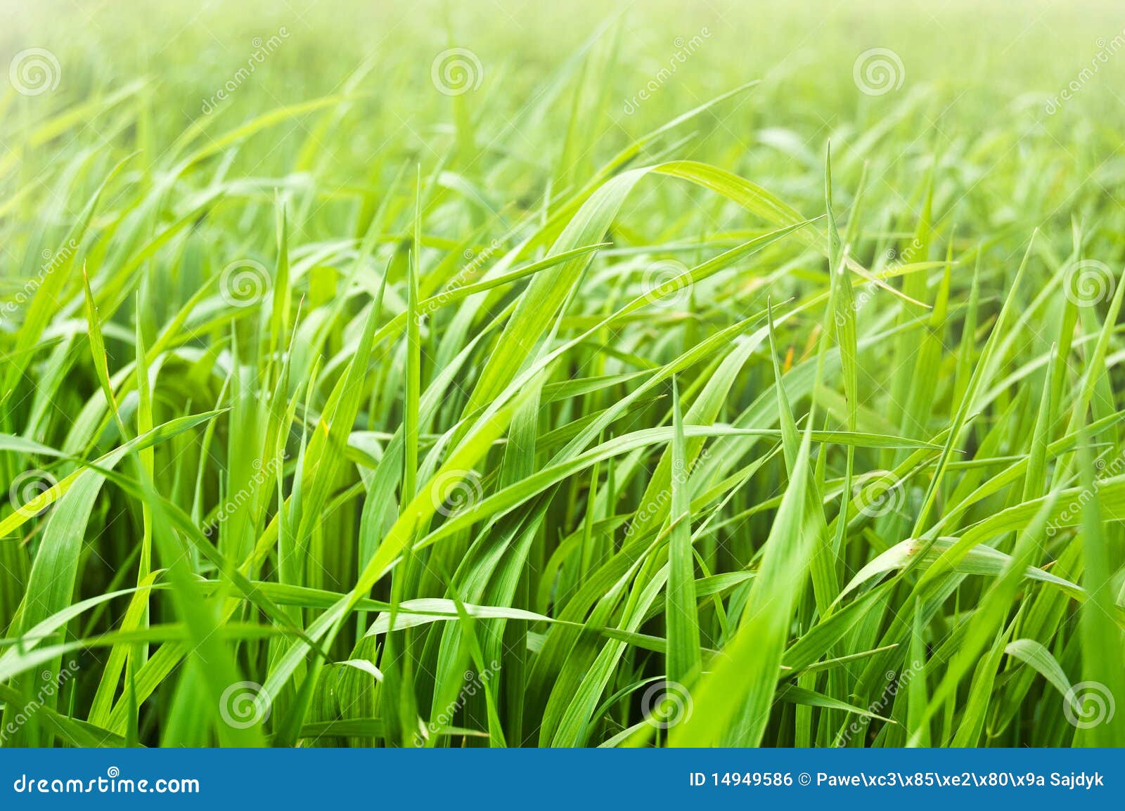Fresh Green Grass in the Morning Light Stock Photo - Image of rise ...