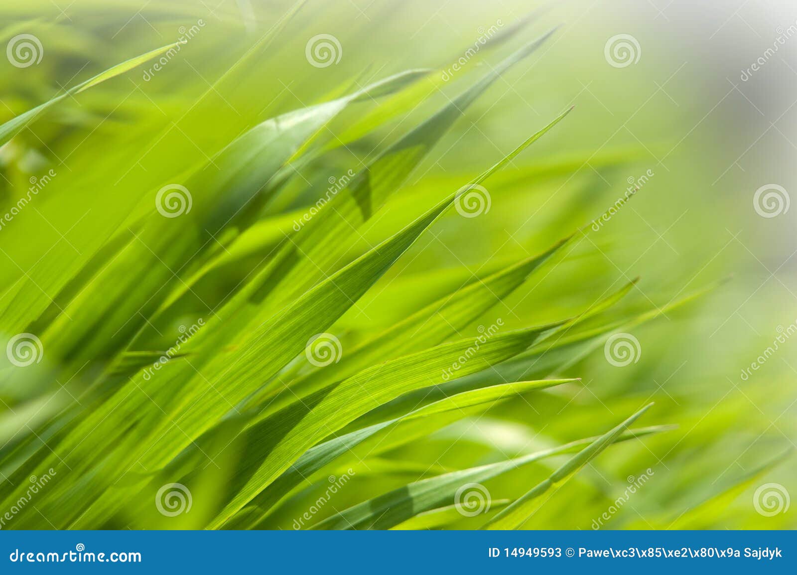 Fresh Green Grass in the Morning Light Stock Image - Image of freshness ...