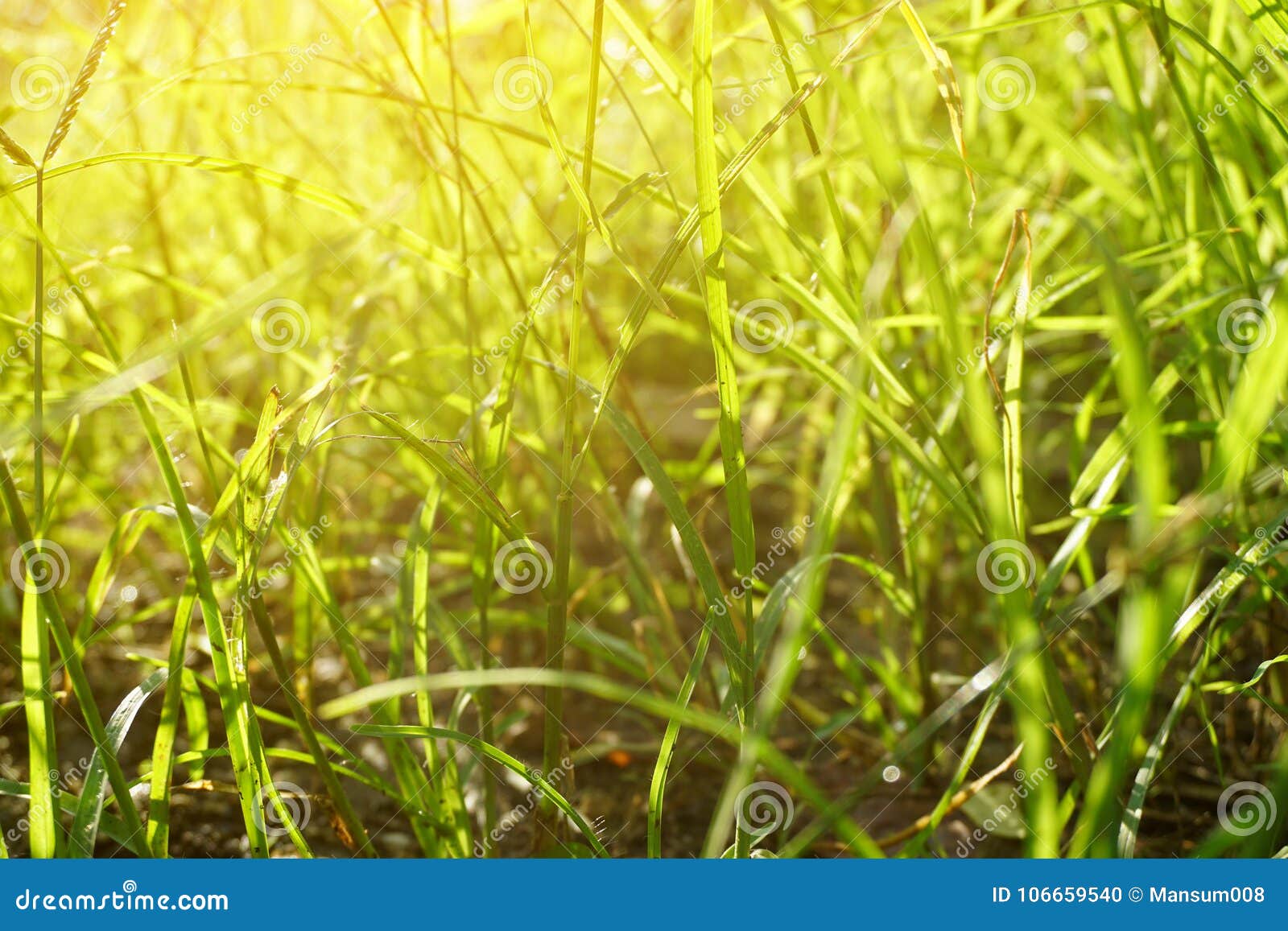 Green Grass in Nature Garden Stock Photo - Image of sunlight, leaves ...