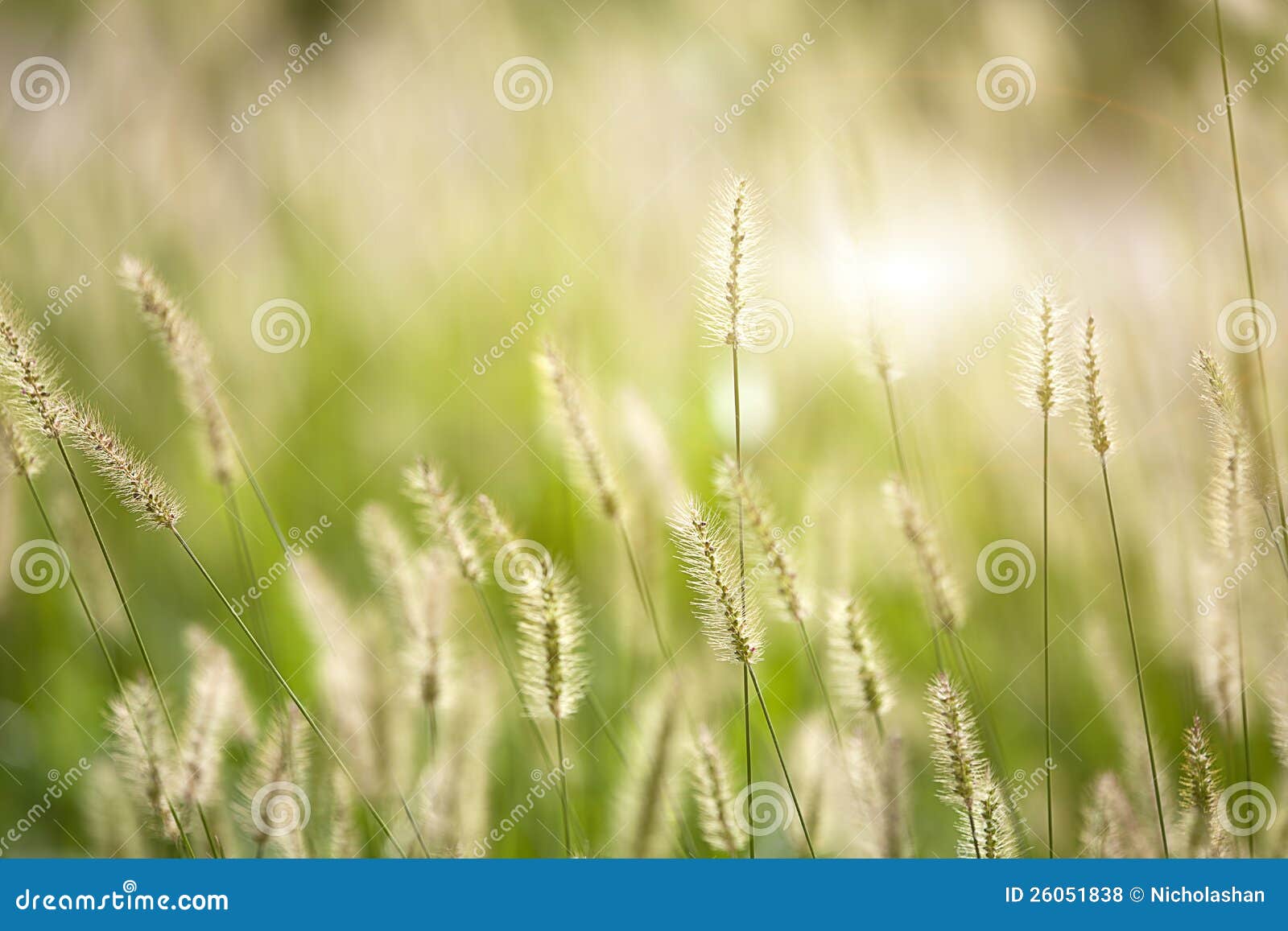 Fresh Green Grass Nice Background Stock Photo - Image of copy ...