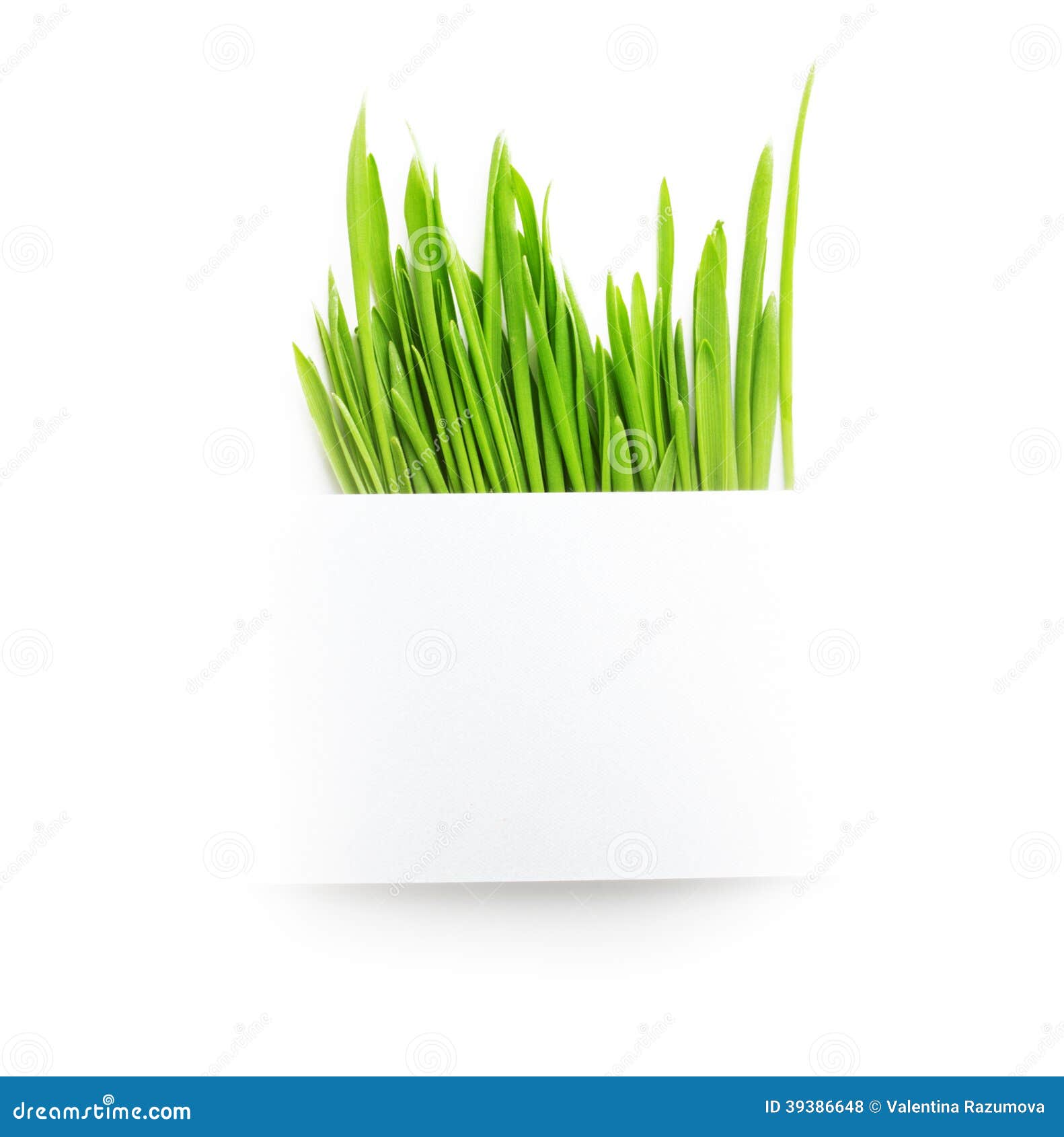 Fresh green grass stock photo. Image of photosynthesis - 39386648