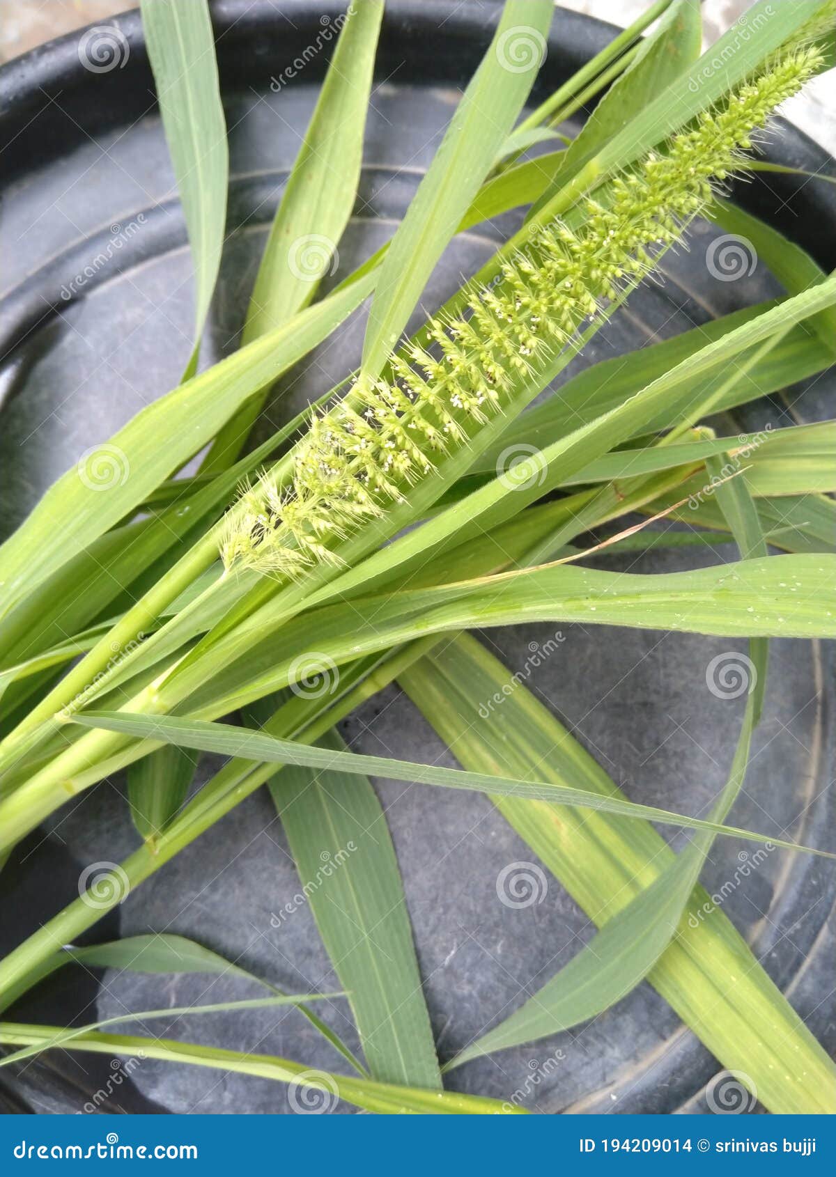 Fresh Green Grass Plant Looks Beautiful Stock Photo - Image of grass ...