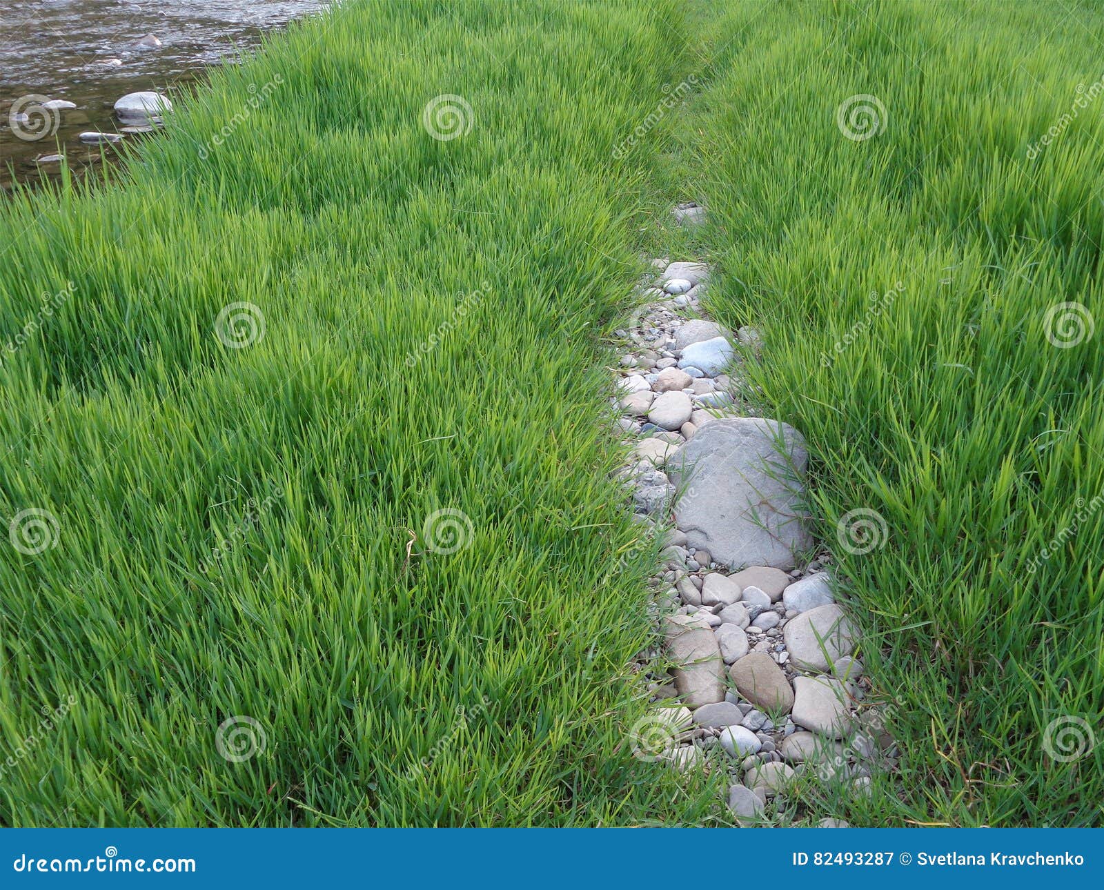 Fresh Green Grass on River Bank Stock Image - Image of russia, green ...