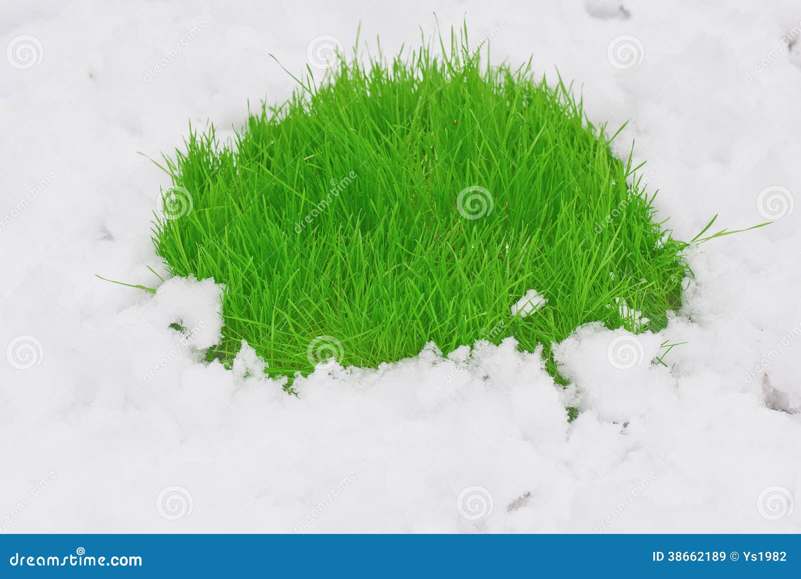 Fresh Green Grass on the Snow Stock Image - Image of plant, beautiful ...
