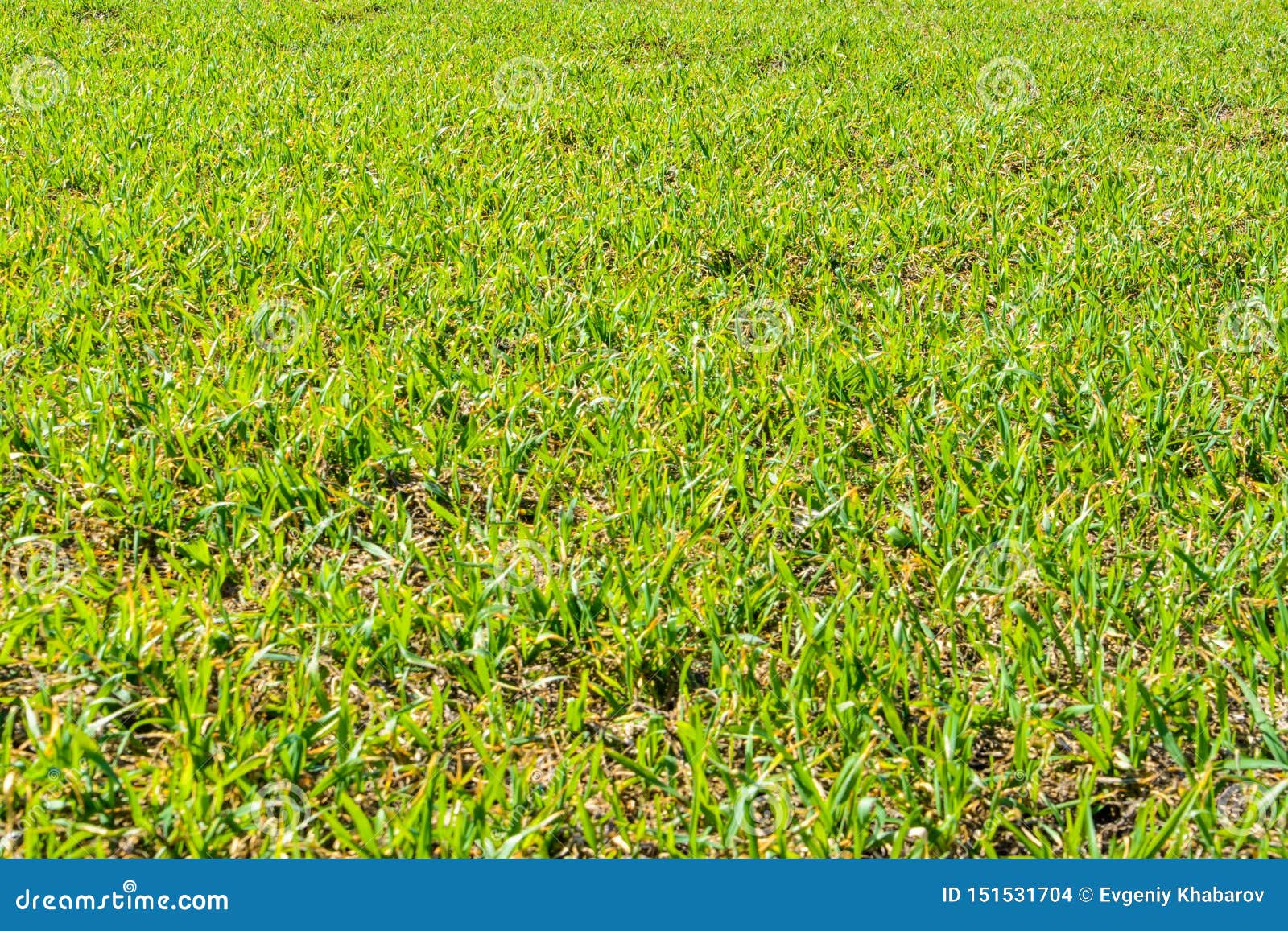 Fresh Green Grass at the Spring Sunny Day. the Spring. Spacious Green ...