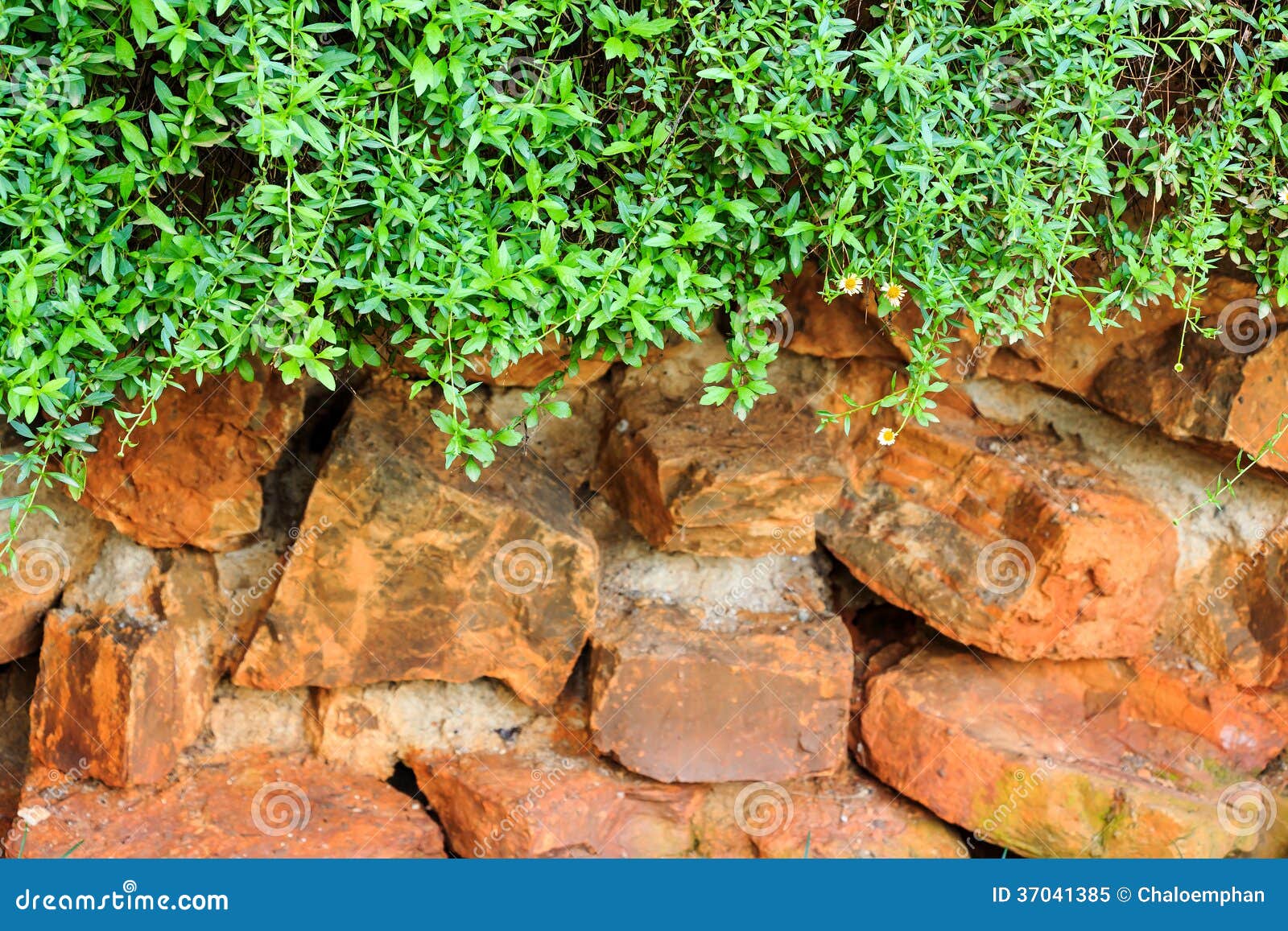 Fresh green grass on stone stock image. Image of modern - 37041385