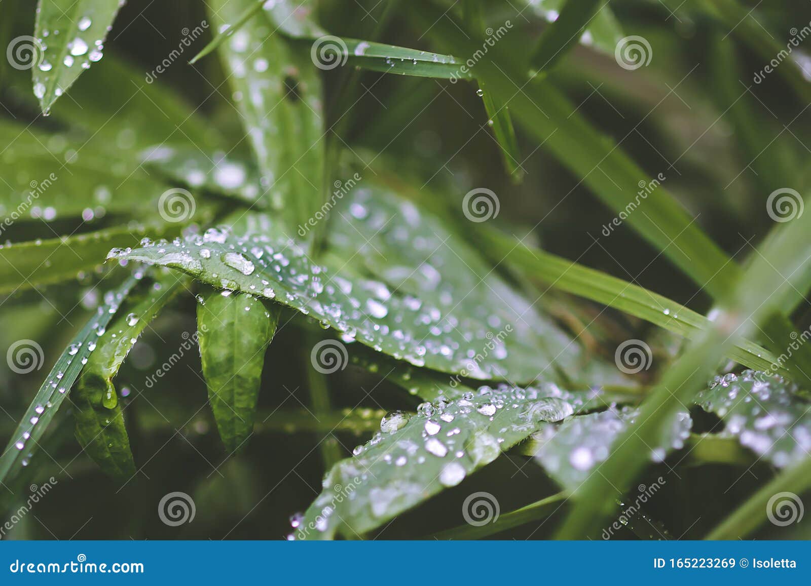 Fresh Green Grass on Summer Meadow in Water Drops after Rain Stock ...